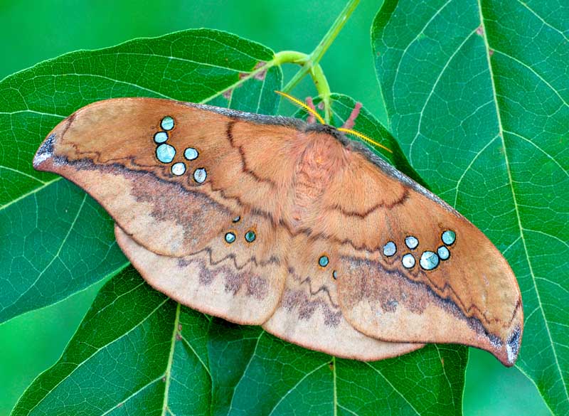 Copaxa rufa - World of Butterflies and Moths