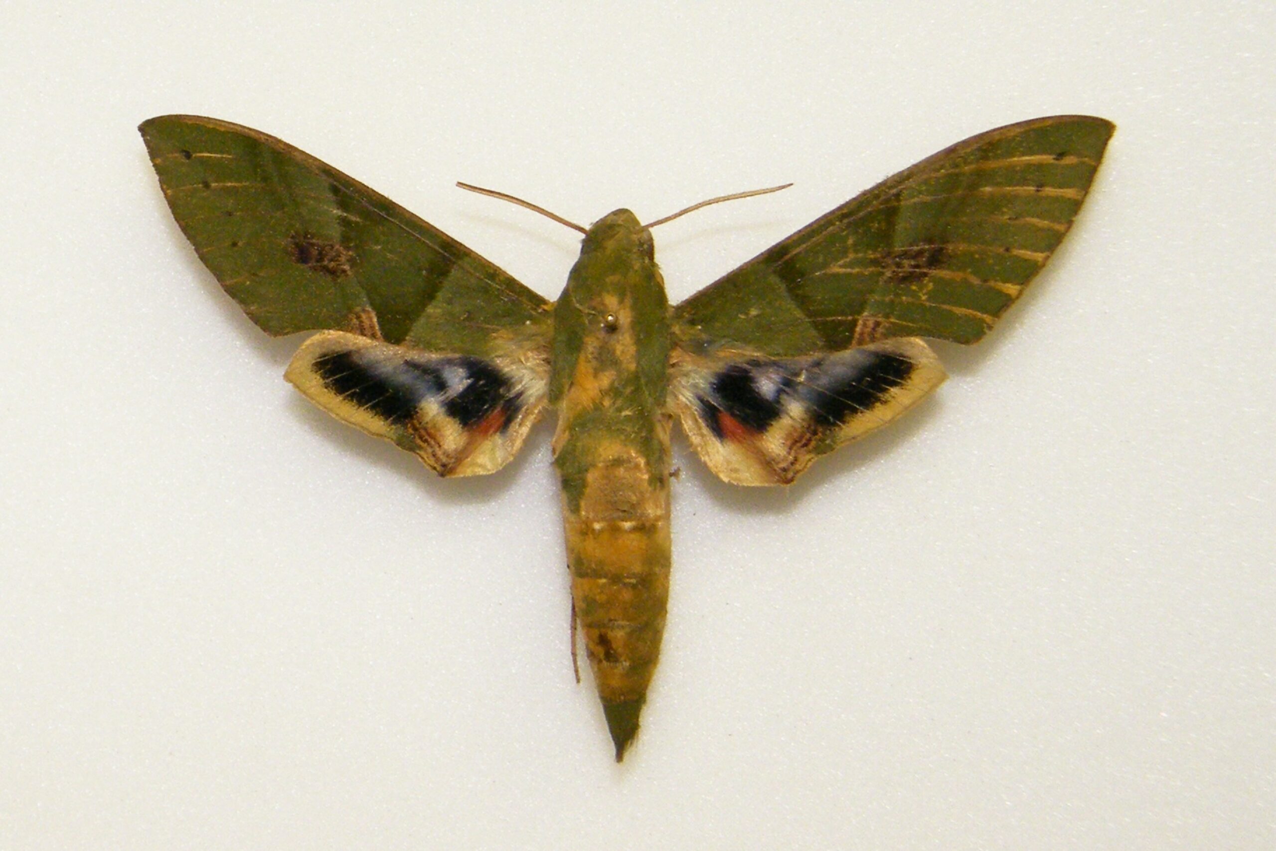 Eumorpha labruscae ARGENTINA - World of Butterflies and Moths