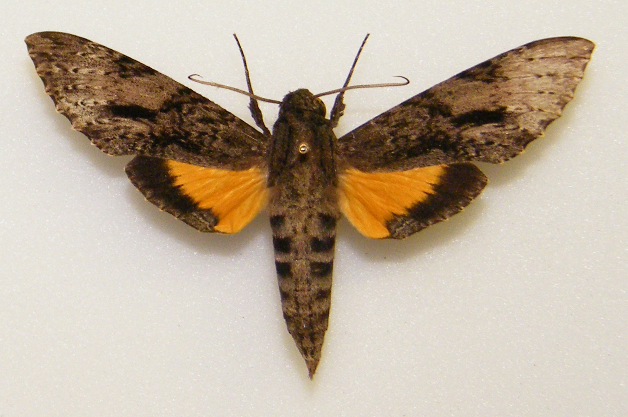 Isognathus leachi FRENCH GUIANA - World of Butterflies and Moths