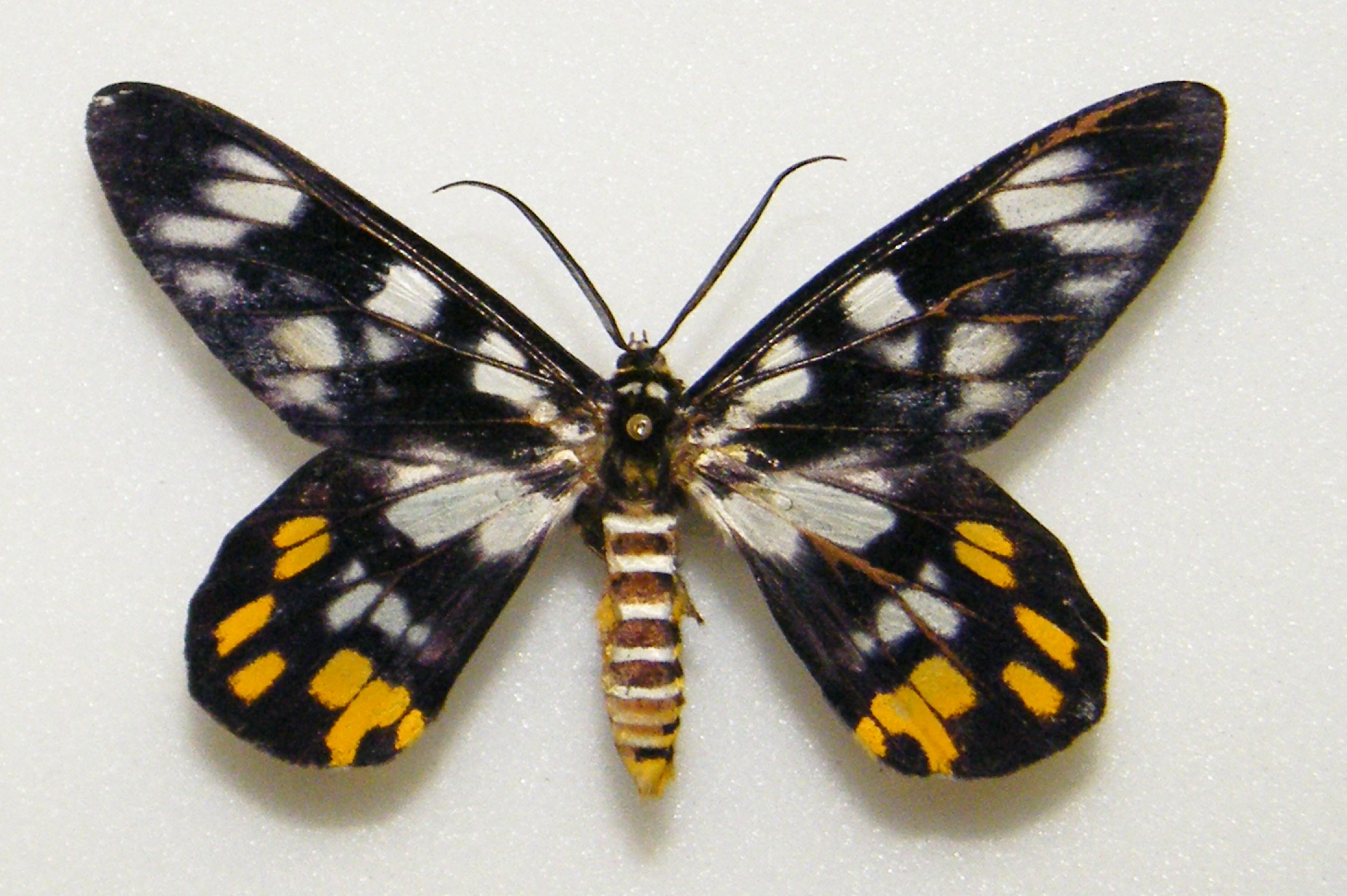 Dysphania contrata INDONESIA - World of Butterflies and Moths