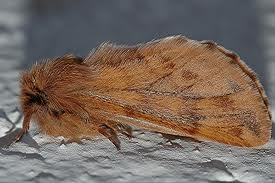 Plumed Prominent (P.plumigera) - World of Butterflies and Moths