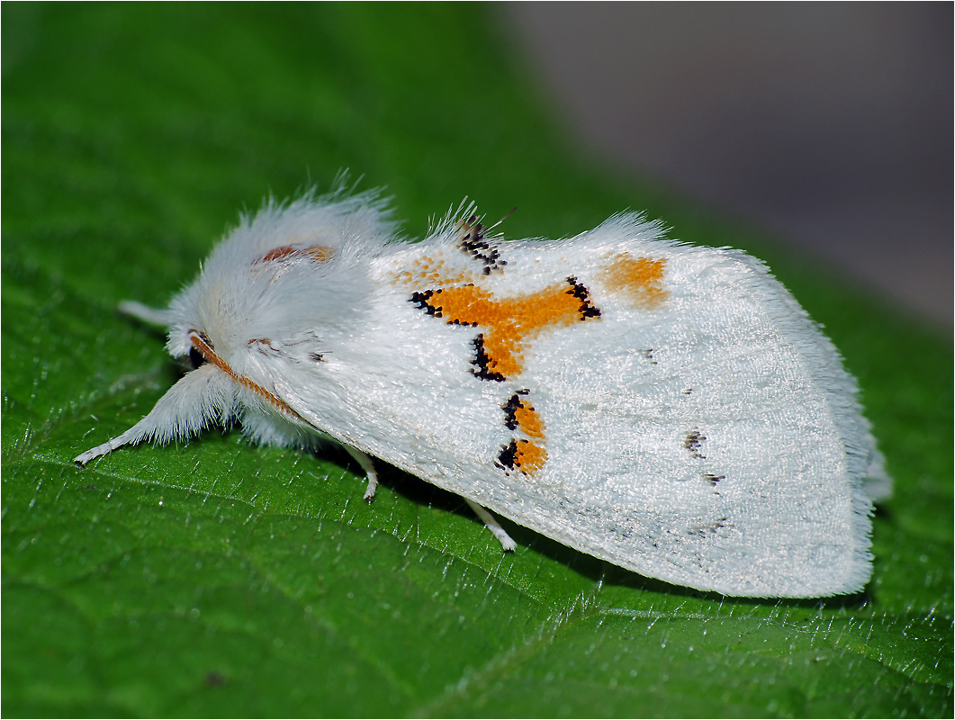 White Prominent (L.bicoloria) - World of Butterflies and Moths