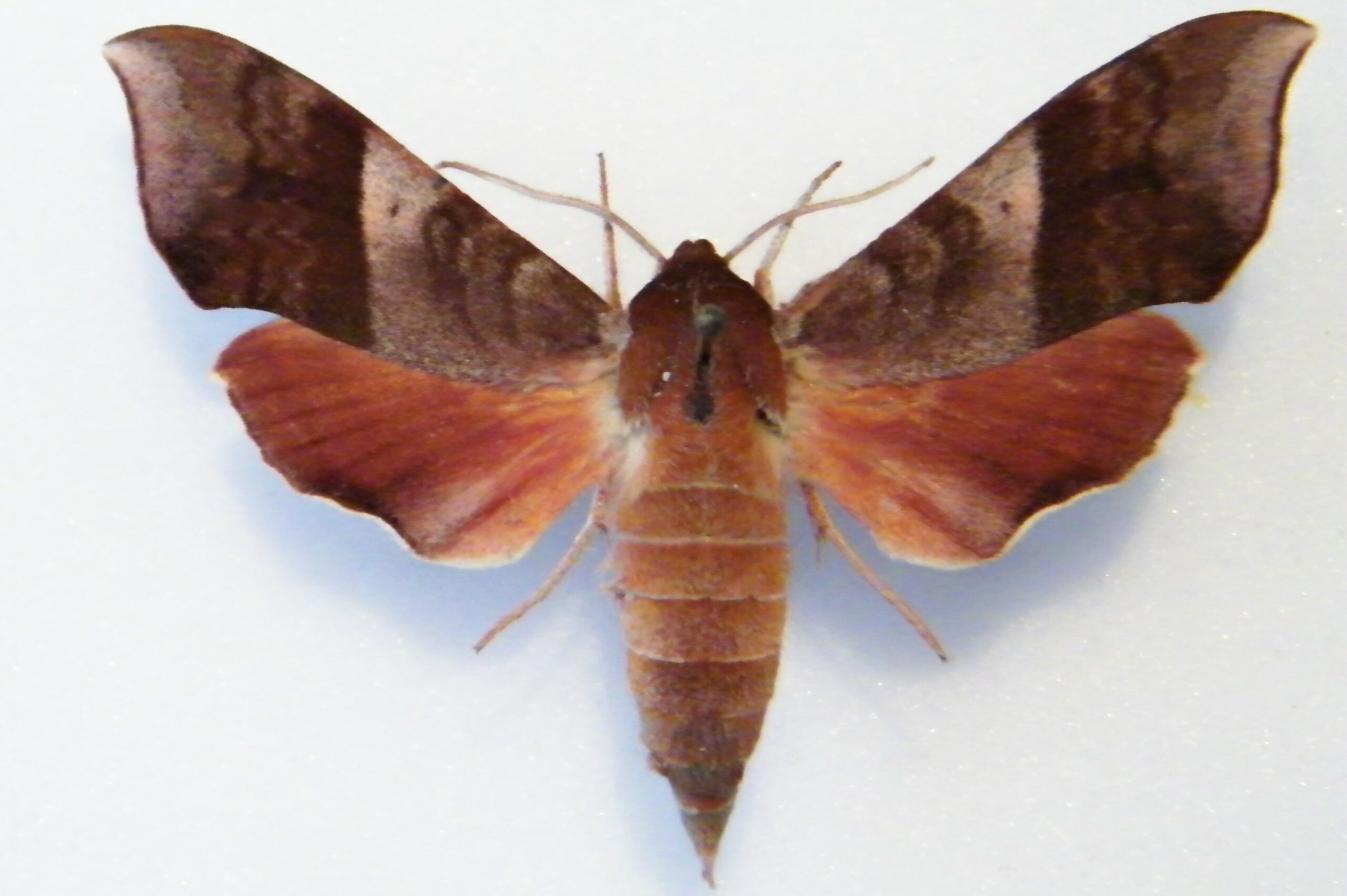 Darapsa choerilus (pholus) USA - World of Butterflies and Moths