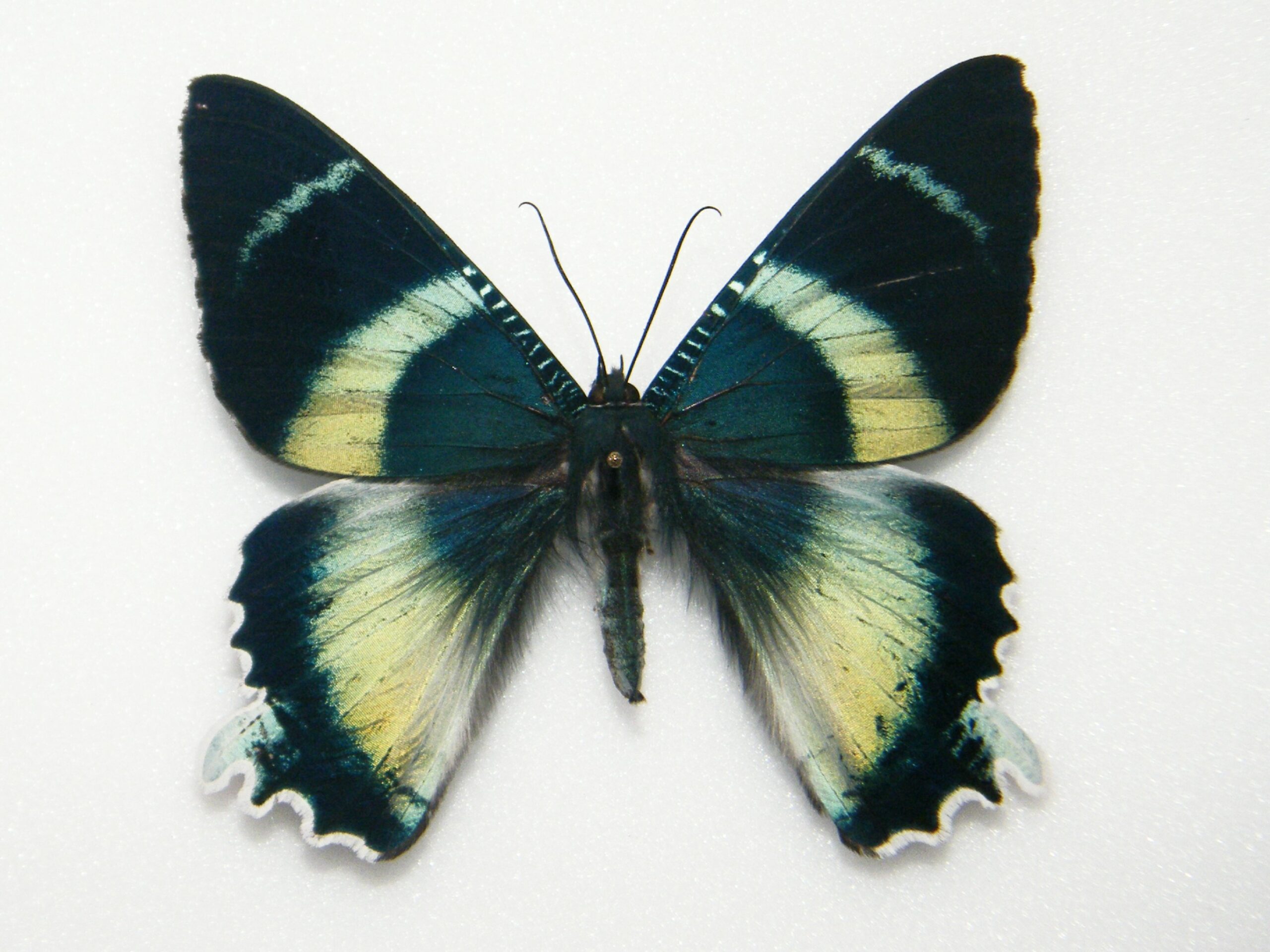 Alcides agathyrus SERAM - World of Butterflies and Moths