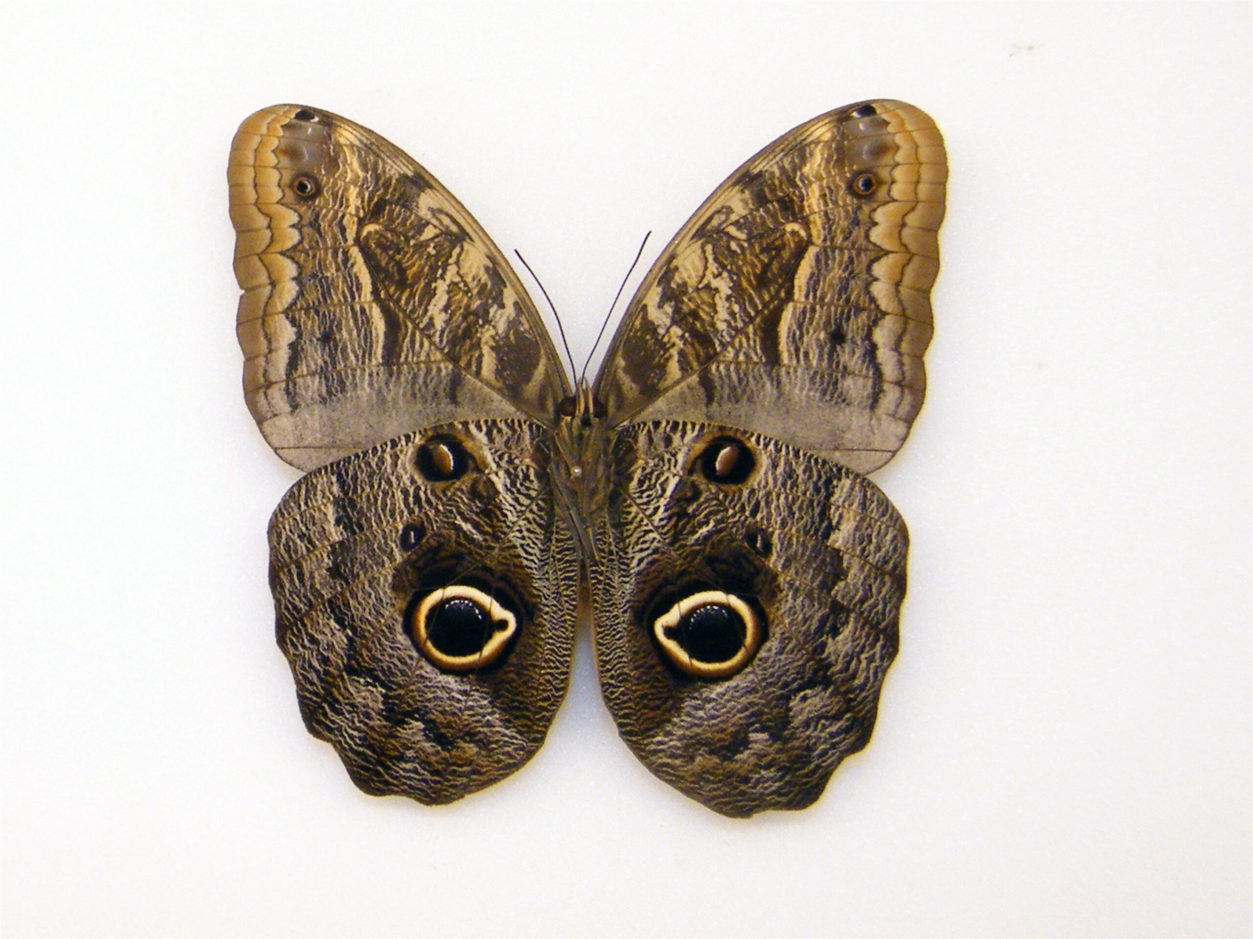 Caligo placidianus PERU - World of Butterflies and Moths