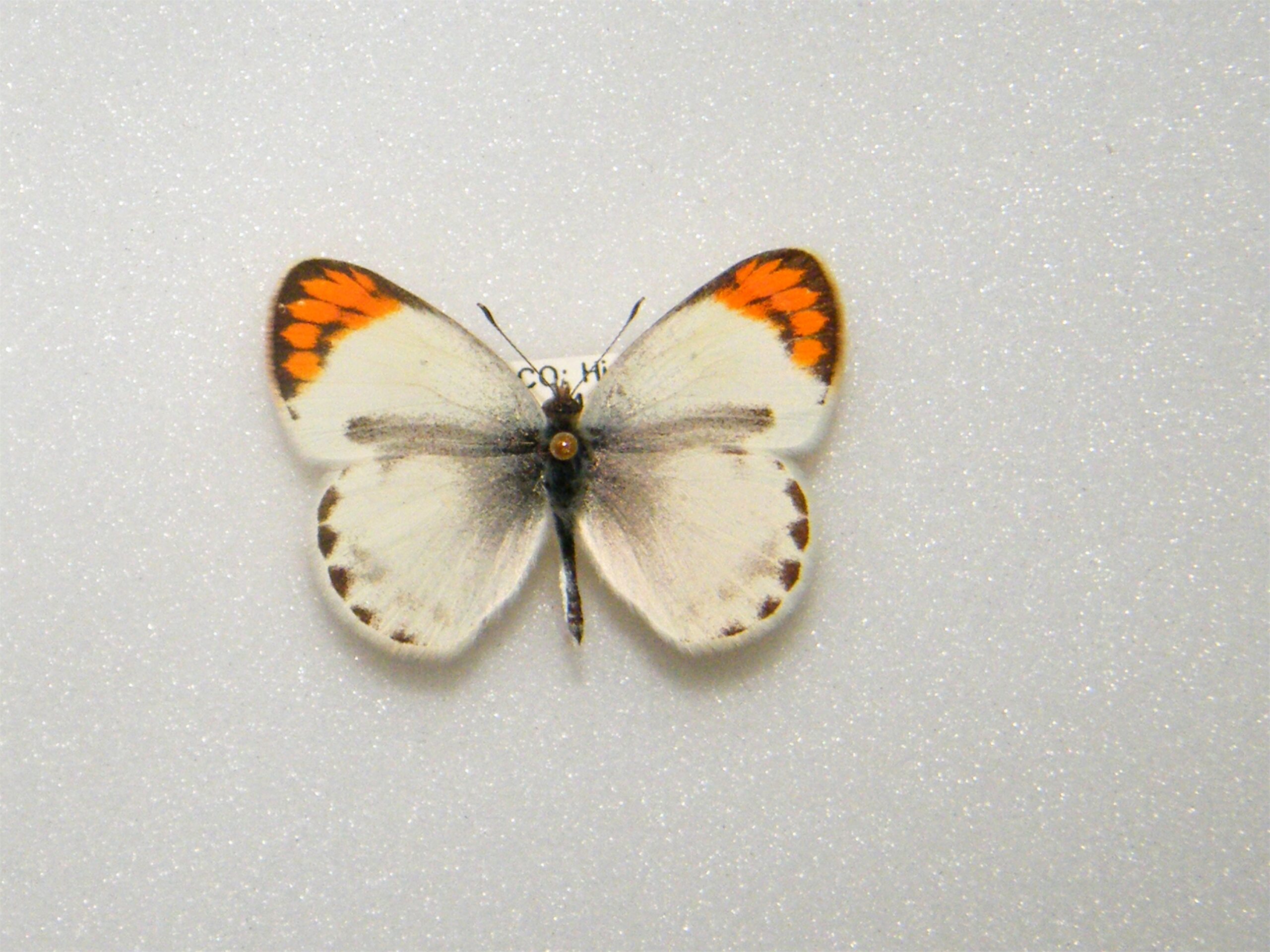 Colotis evagore MOROCCO - World of Butterflies and Moths