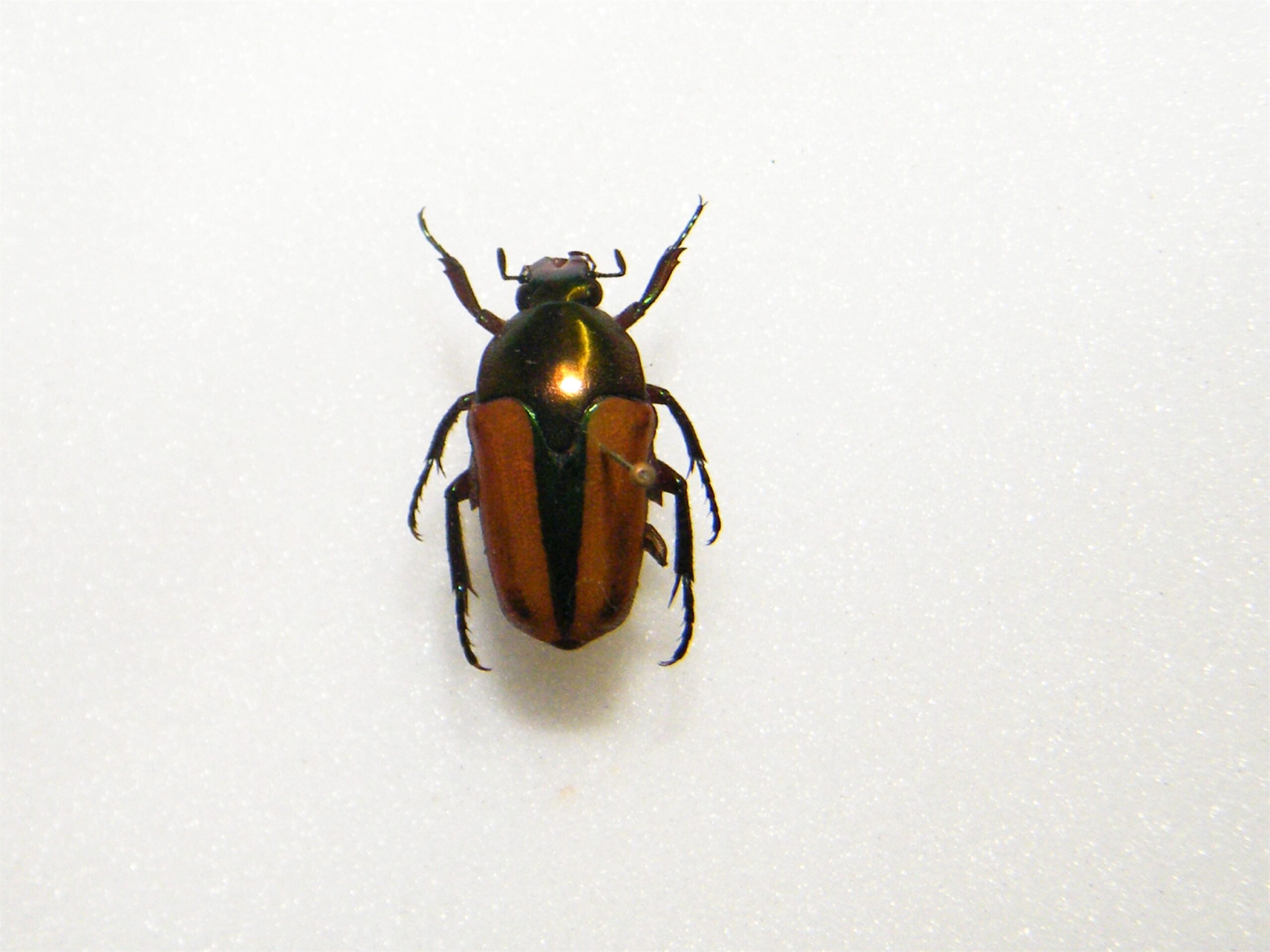 Lomaptera gracilis INDONESIA - World of Butterflies and Moths