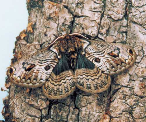 European Owl Moth (A.europea) - World of Butterflies and Moths