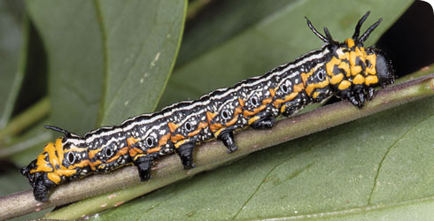 European Owl Moth (A.europea) - World of Butterflies and Moths