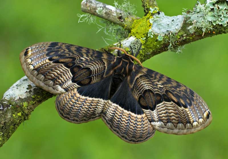Siberian Owl Moth (B.tancrei) OVA (eggs) - World of Butterflies and Moths