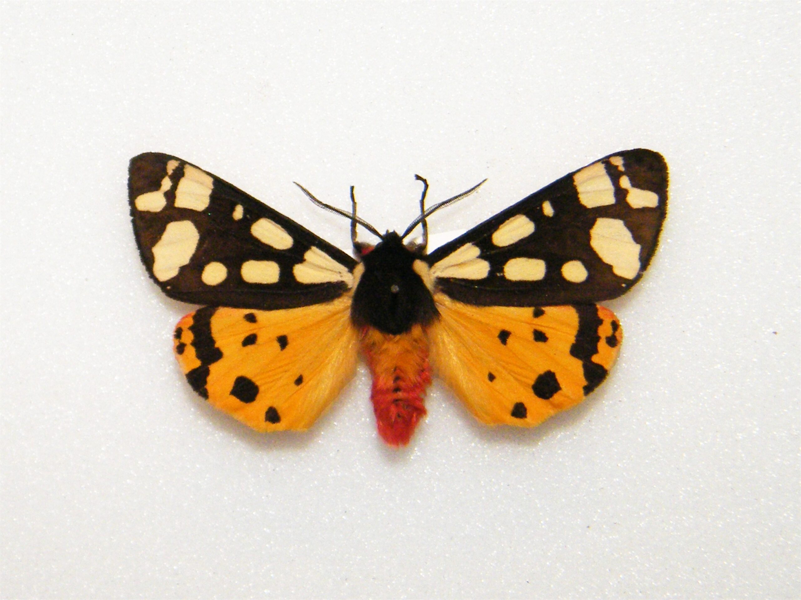 Arctia villica CREAM SPOT TIGER moth - World of Butterflies and Moths
