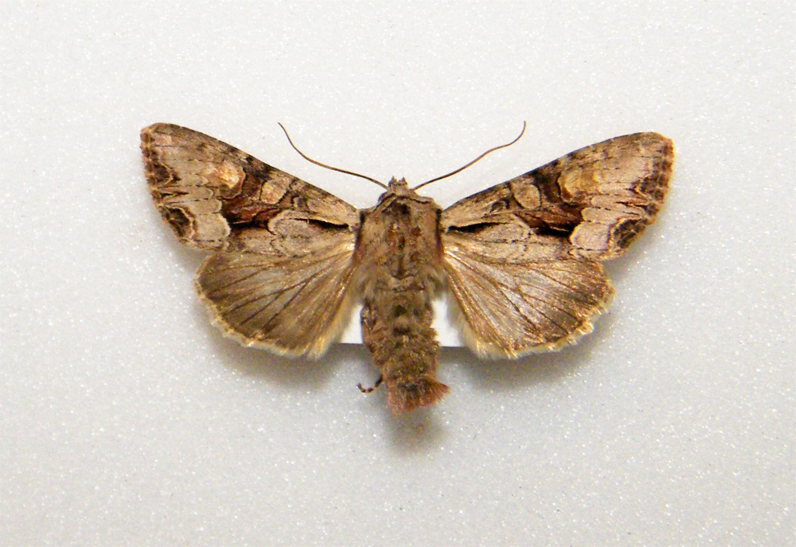 Lacanobia w-latinum LIGHT BROCADE - World of Butterflies and Moths