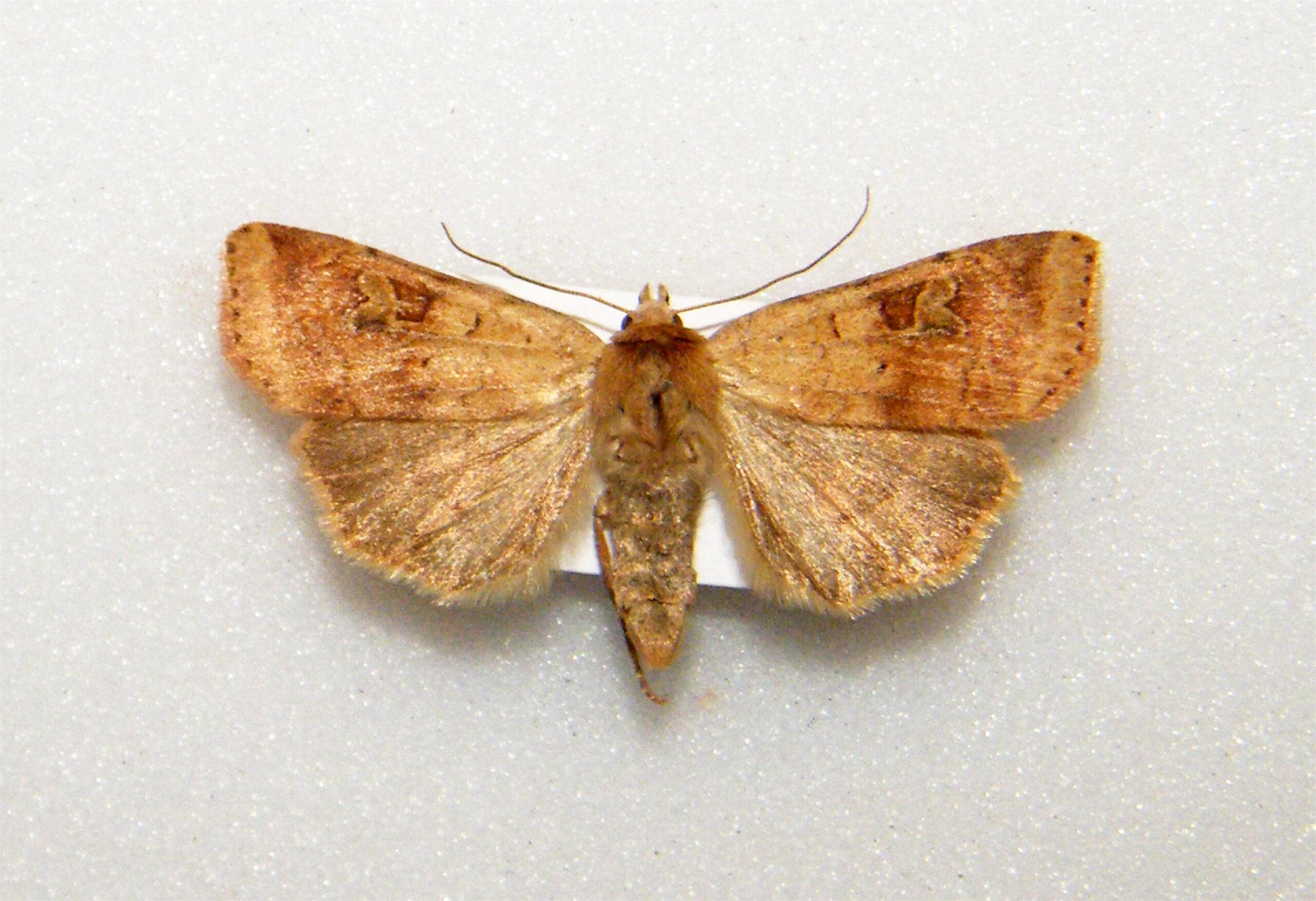 Diarsia mendica INGRAILED CLAY - World of Butterflies and Moths