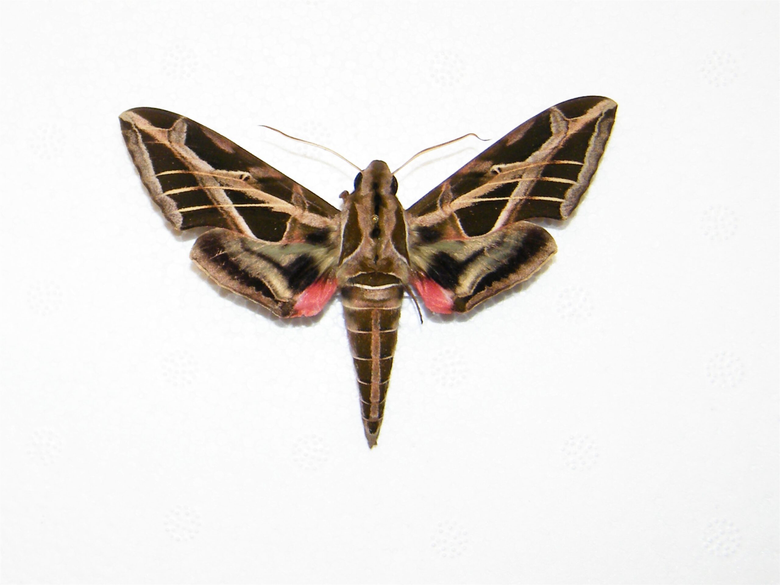 Eumorpha vitis PERU - World of Butterflies and Moths