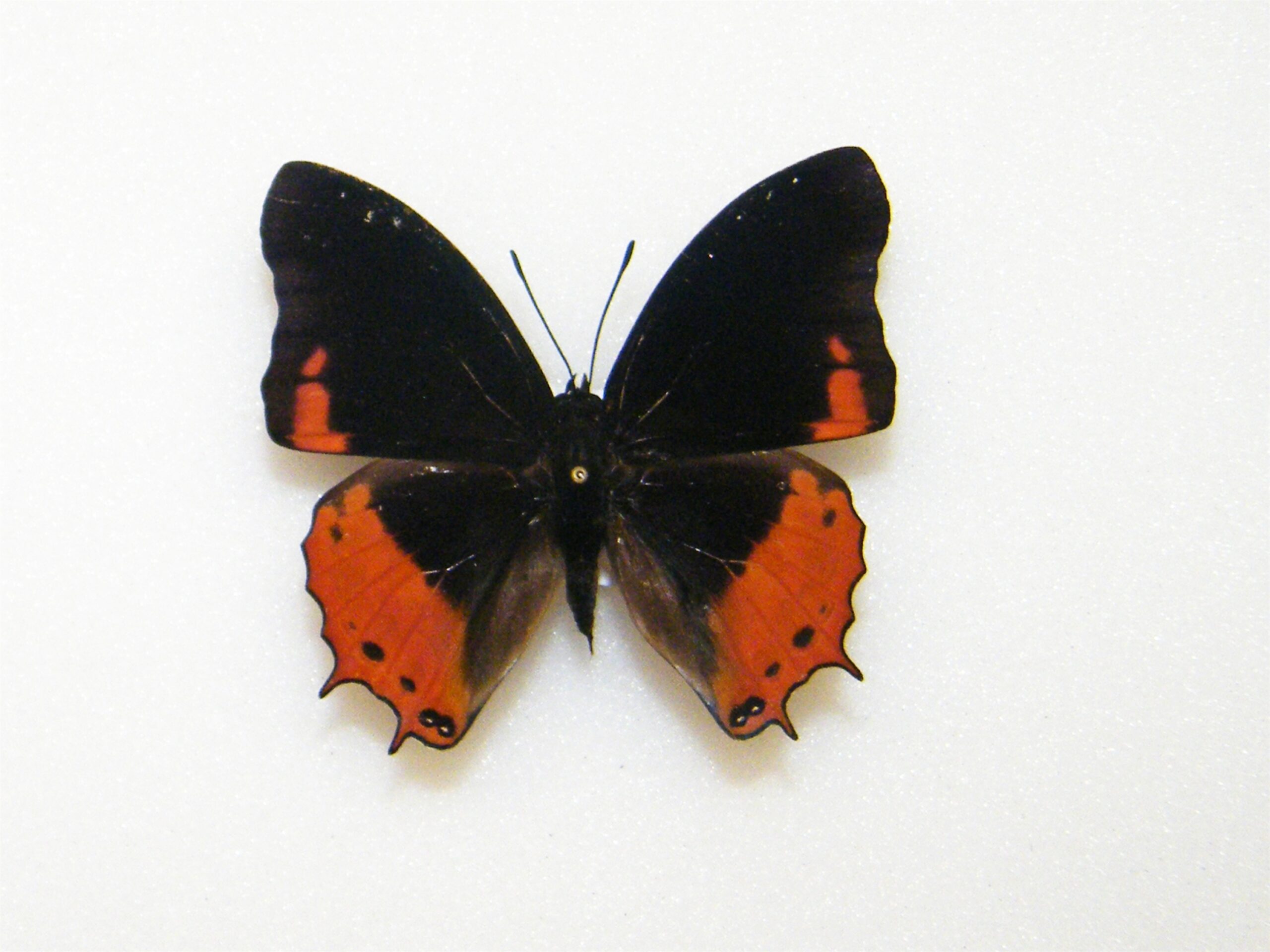 Charaxes anticlea Small Flame-bordered Charaxes AFRICA - World of ...