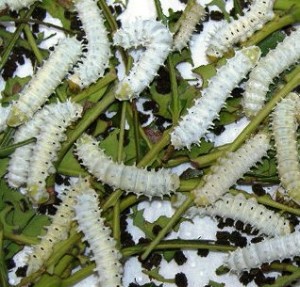 LIVE CATERPILLARS ERI Silkmoth (Samia. cynthia ricini) - World of ...