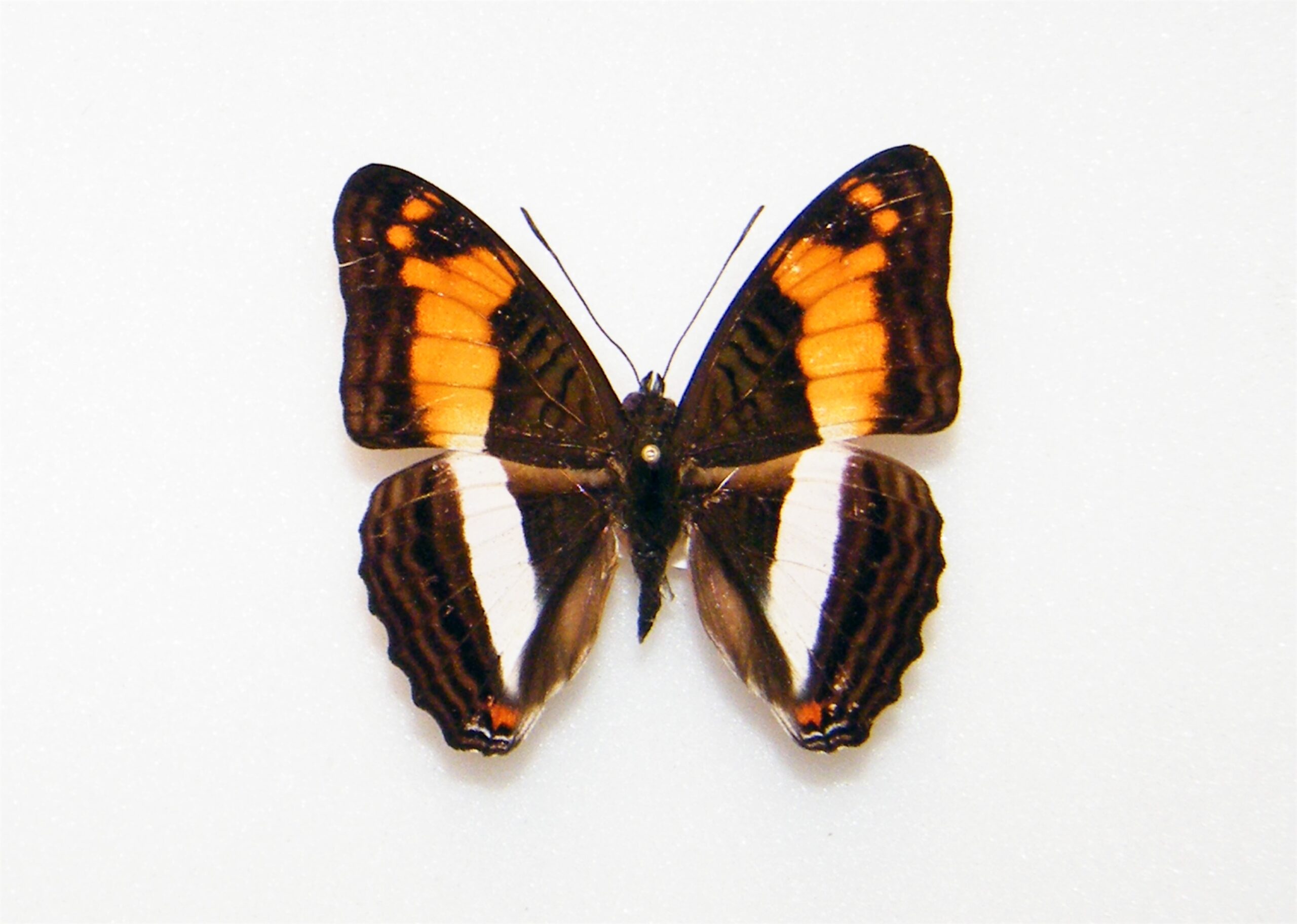 Adelpha jordani PERU - World of Butterflies and Moths