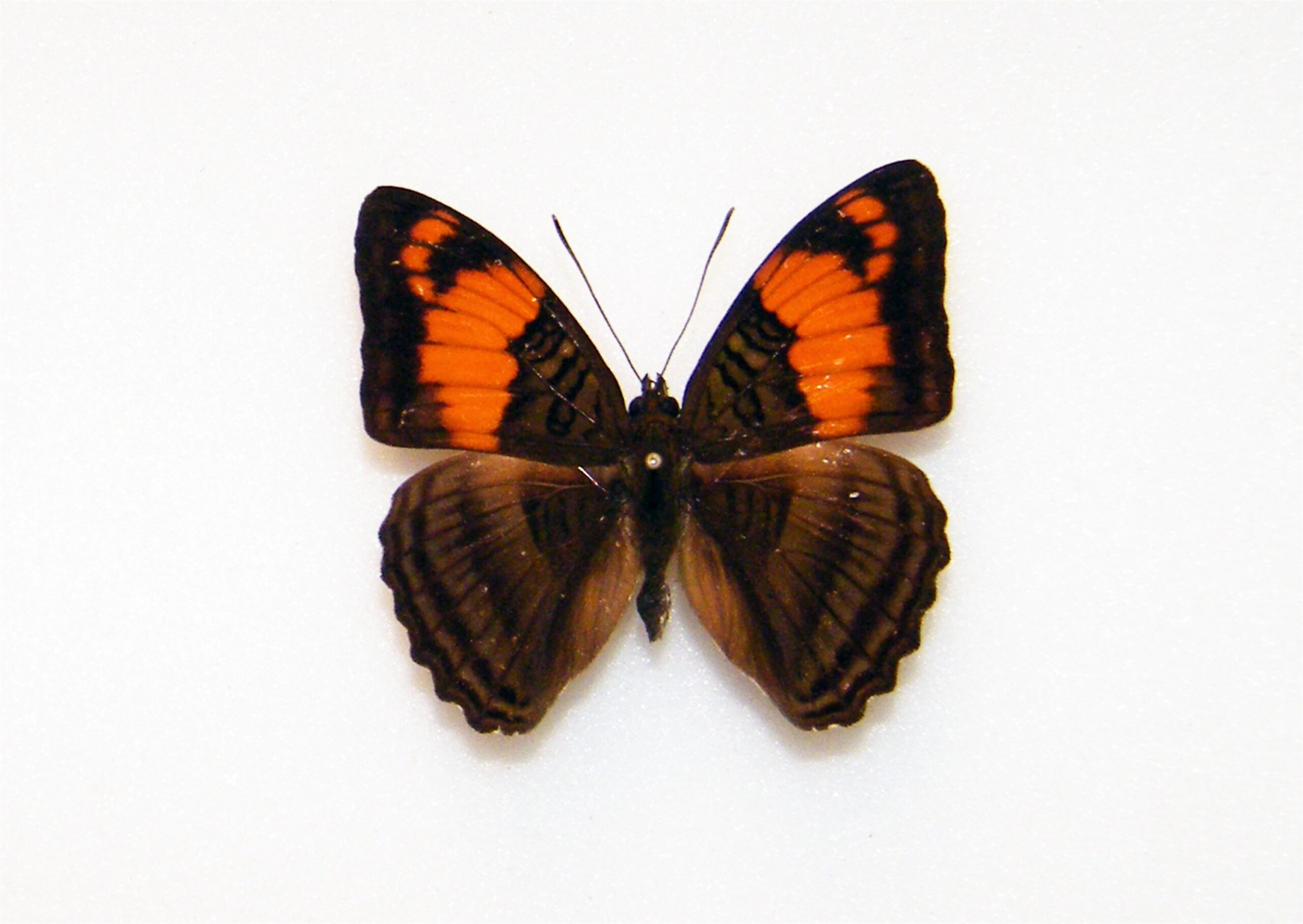 Adelpha mesentina The Mesentina Sister PERU - World of Butterflies and ...