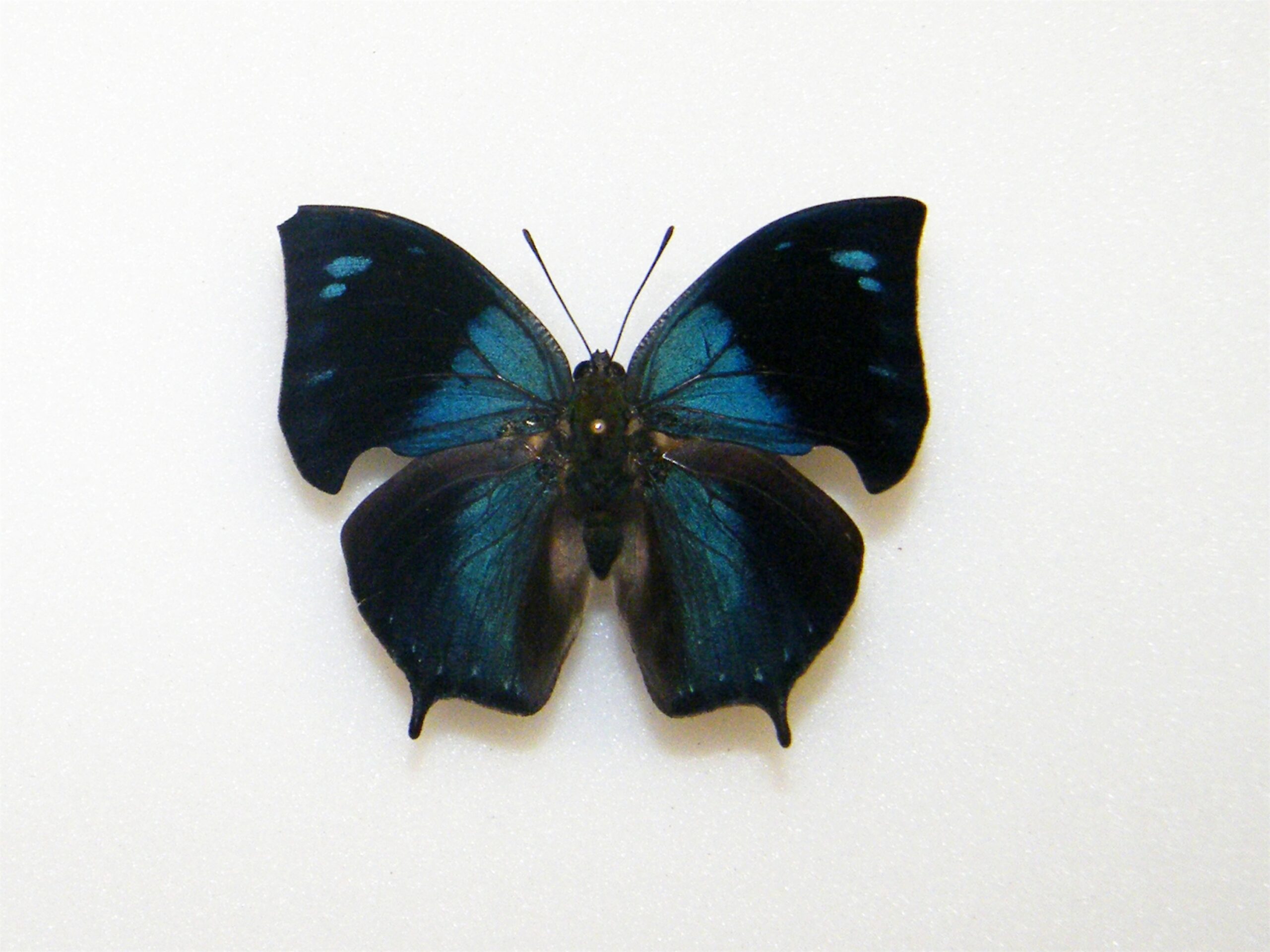 Anaea morvus PERU - World of Butterflies and Moths