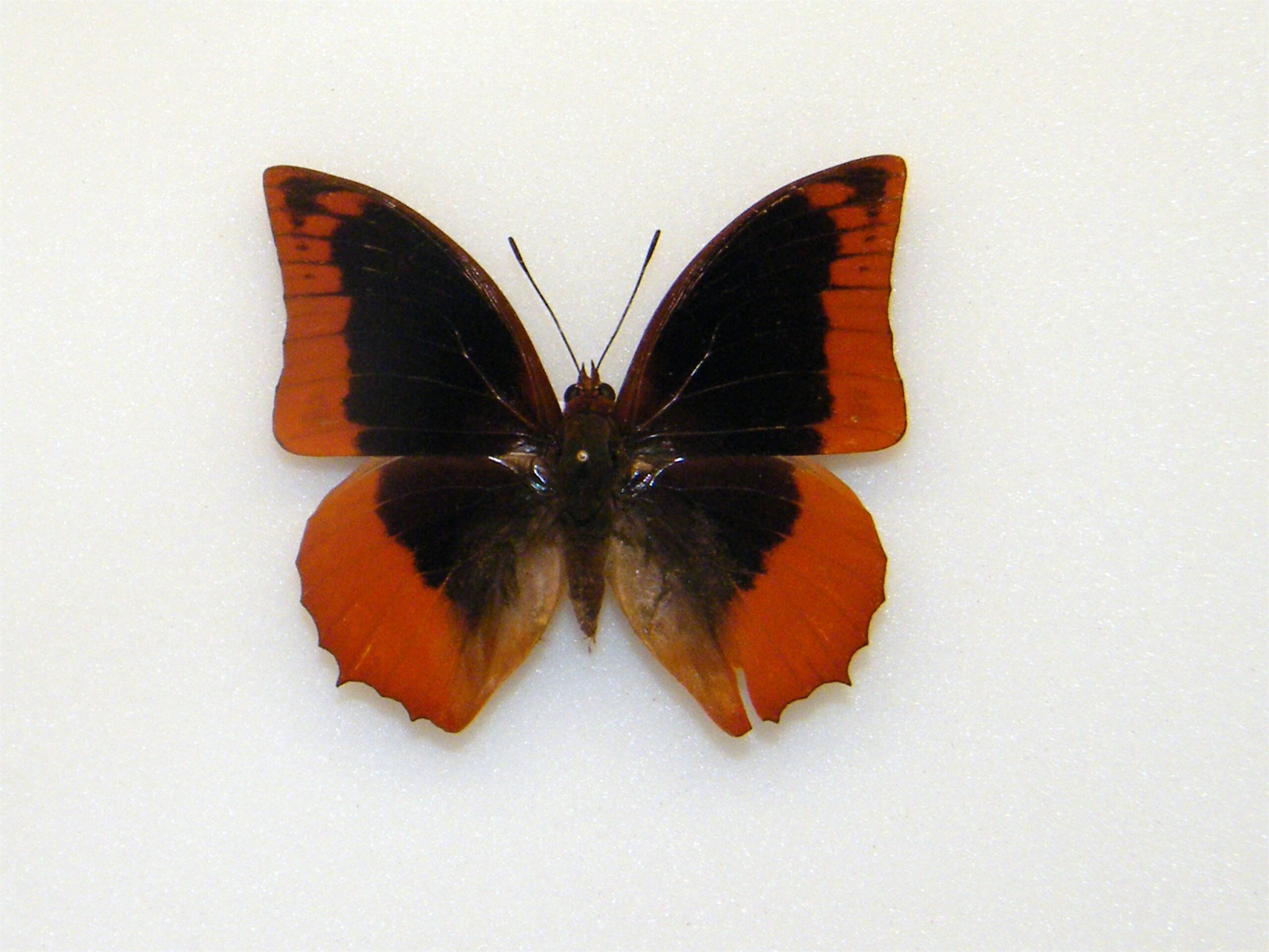 Charaxes protoclea azota C.A.R - World of Butterflies and Moths