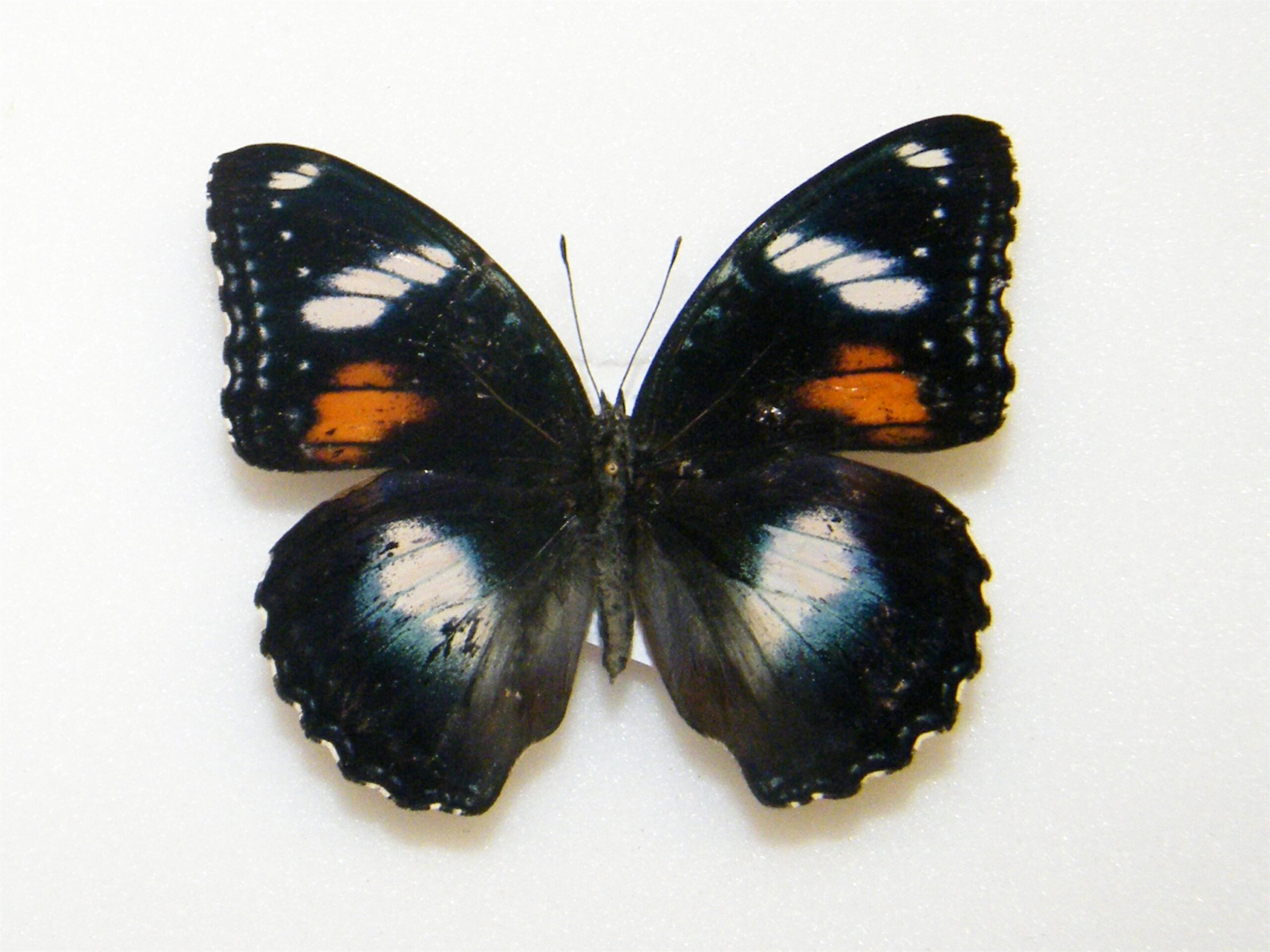 Hypolimnas bolina nerina INDONESIA - World of Butterflies and Moths