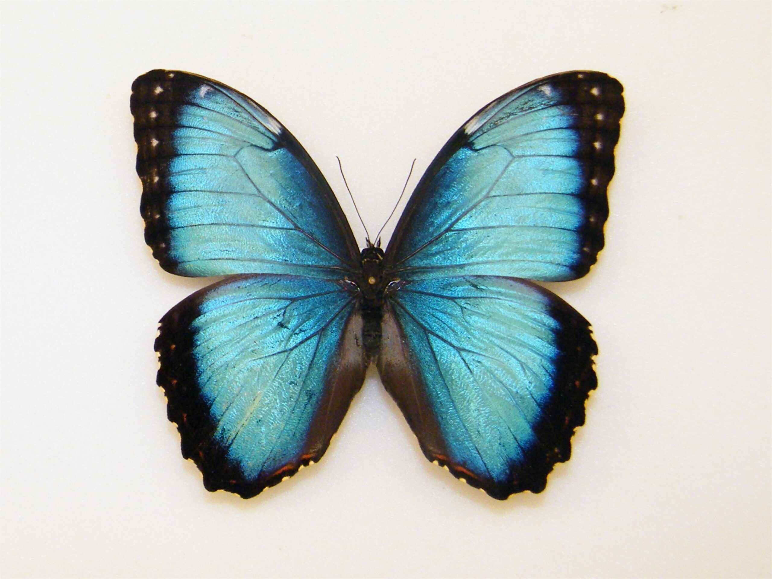 Morpho deidamia granadensis COSTA RICA - World of Butterflies and Moths