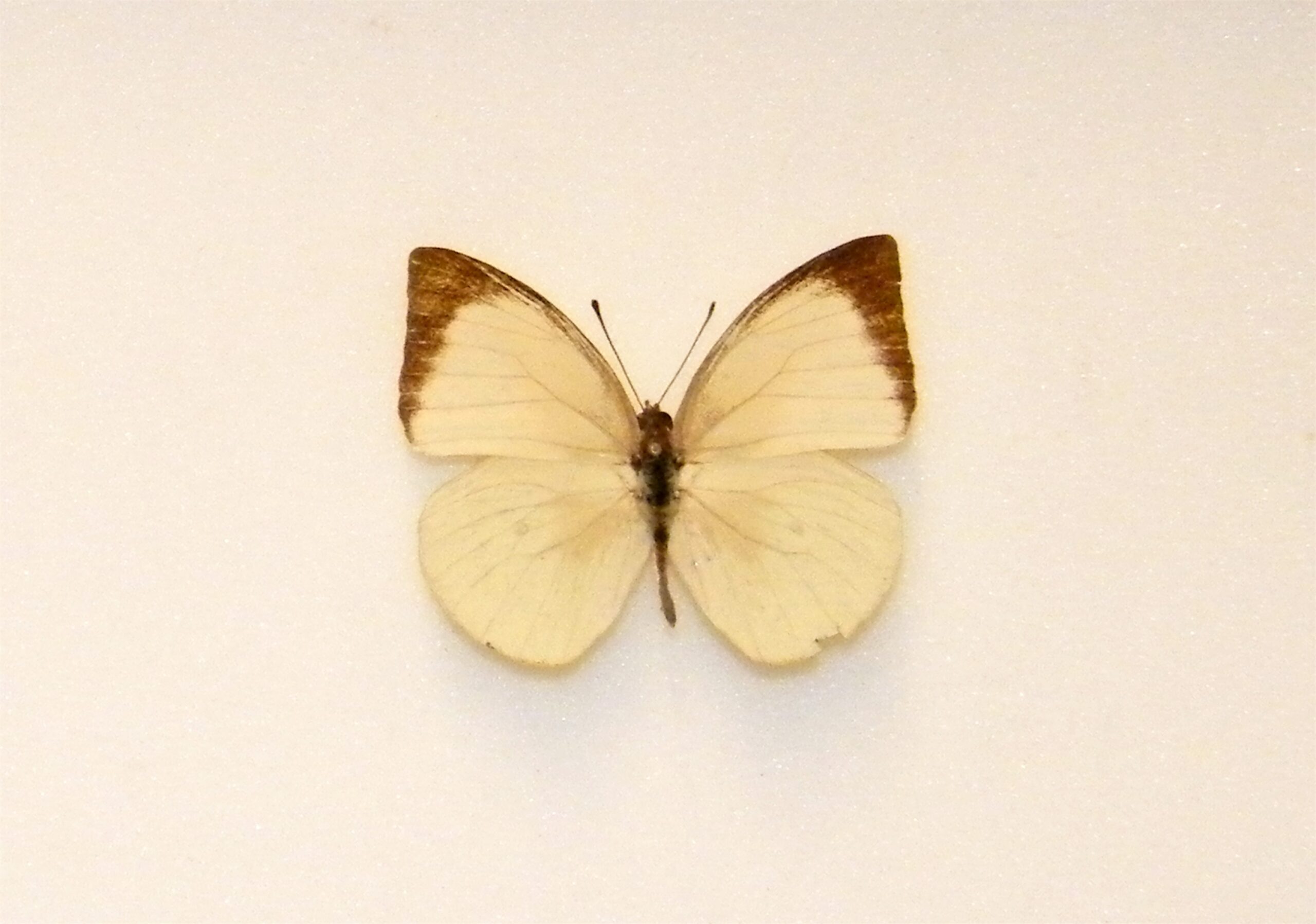 Nepheronia buquetii KENYA - World of Butterflies and Moths