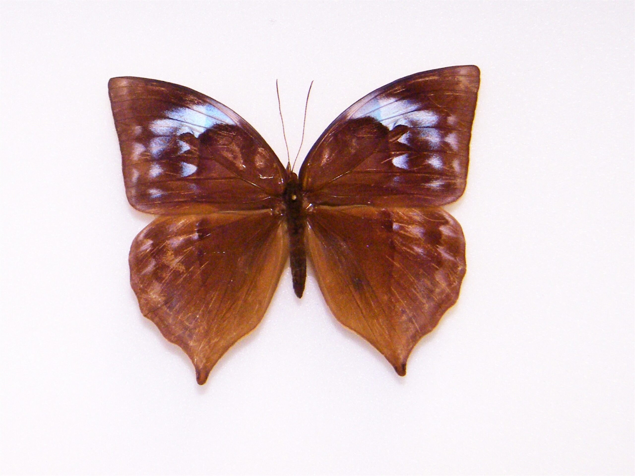 Zeuxidia doubledayi doubledayi MALAYSIA - World of Butterflies and Moths