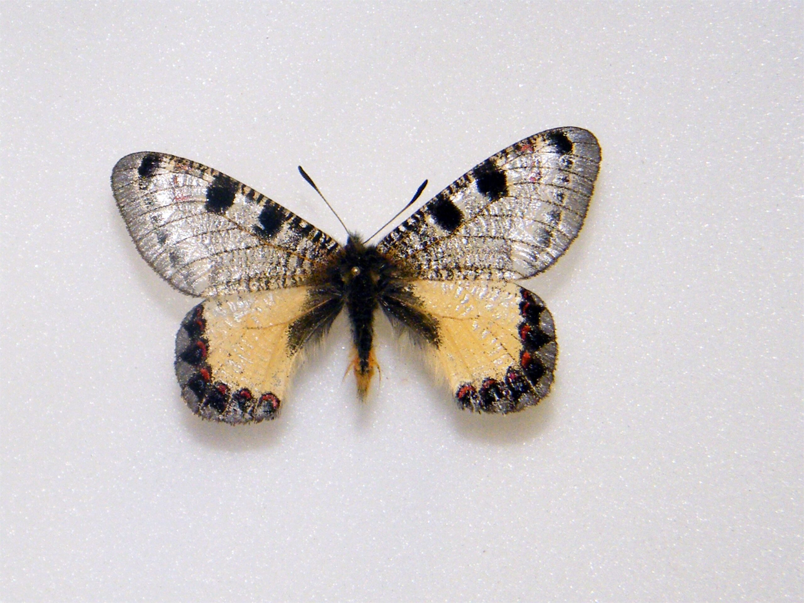 Archon apollinus FALSE APOLLO - World of Butterflies and Moths