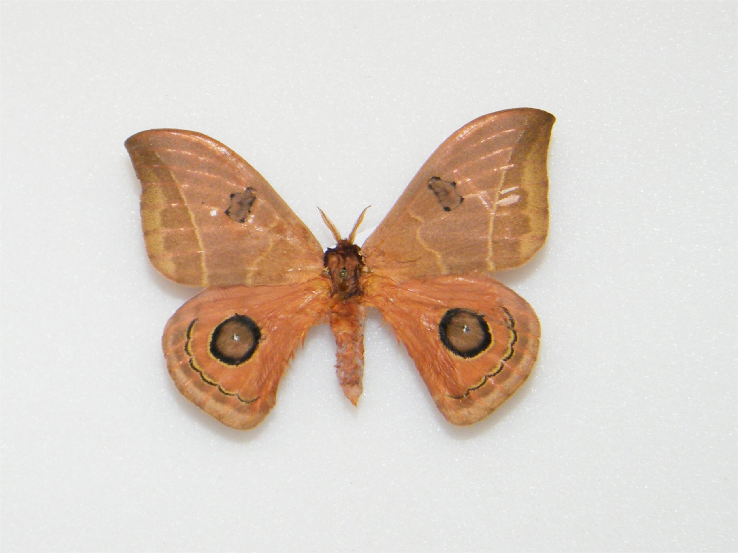 Automeris duchartrei PERU - World of Butterflies and Moths