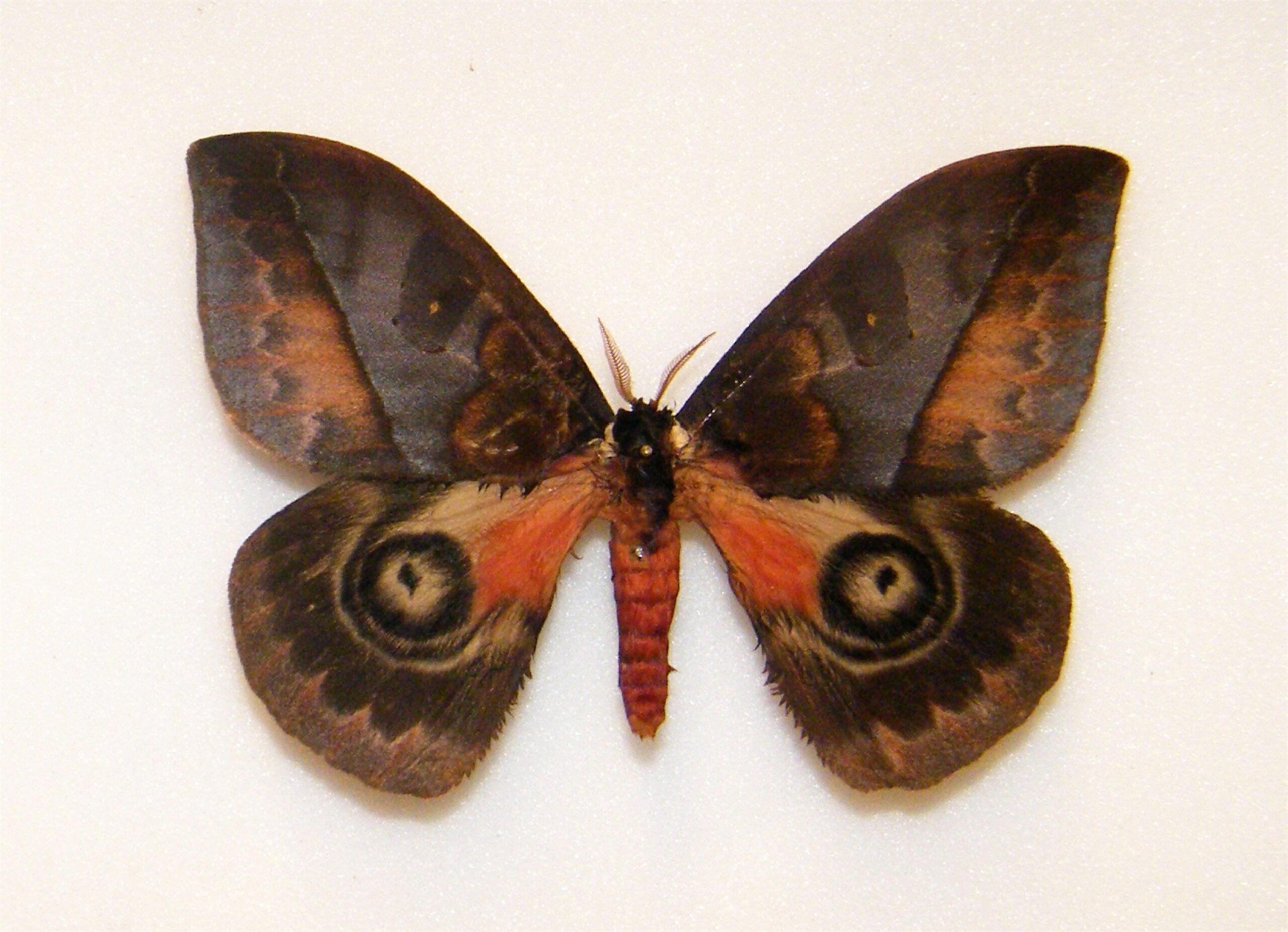 Automeris egeus GUIANA - World of Butterflies and Moths