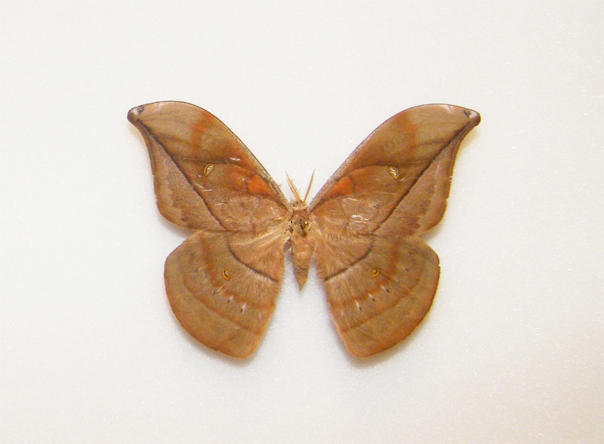 Copaxa decrescens PERU - World of Butterflies and Moths