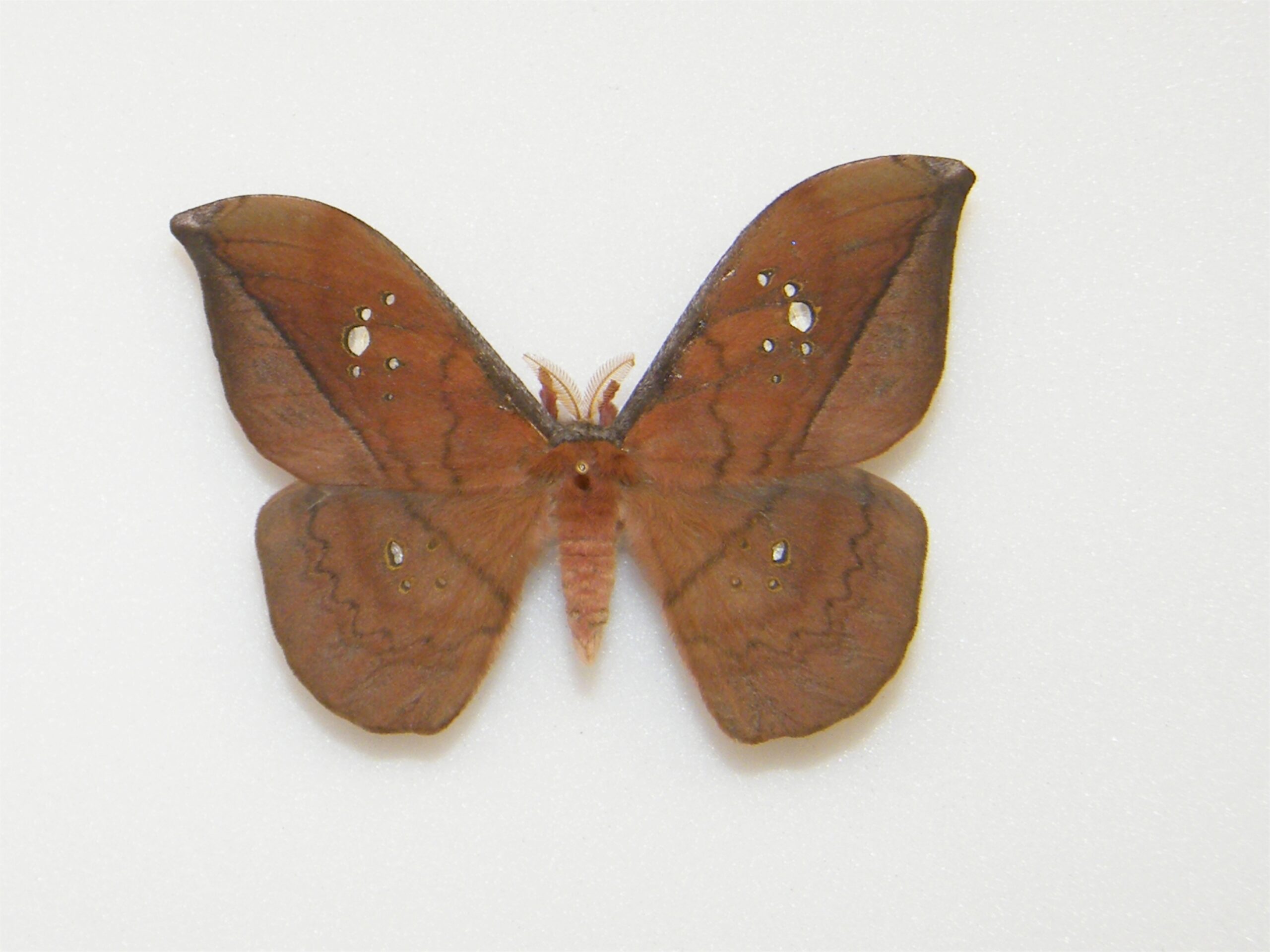 Copaxa rufa MEXICO - World of Butterflies and Moths