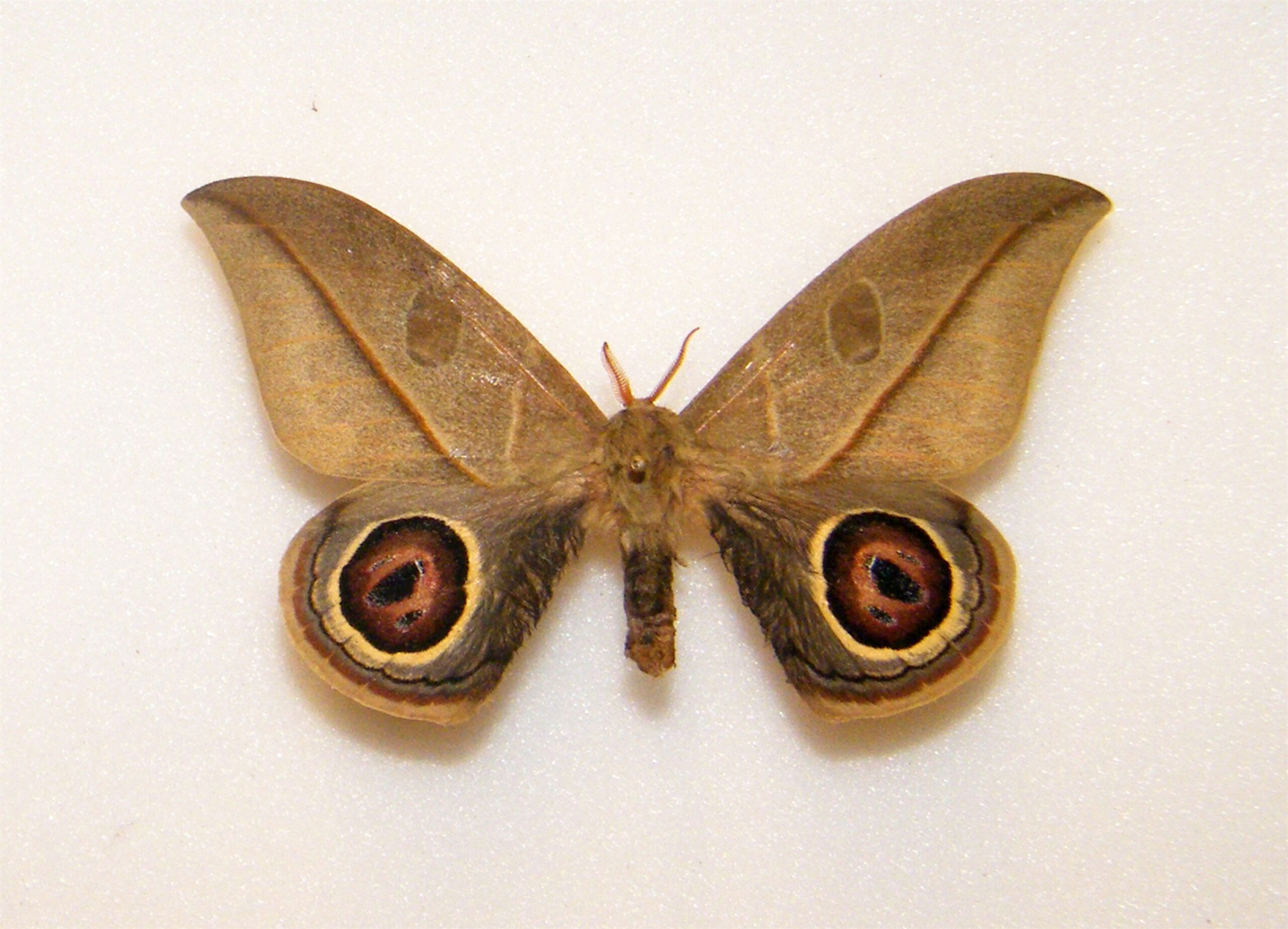 Leucanella nyctimene PERU - World of Butterflies and Moths