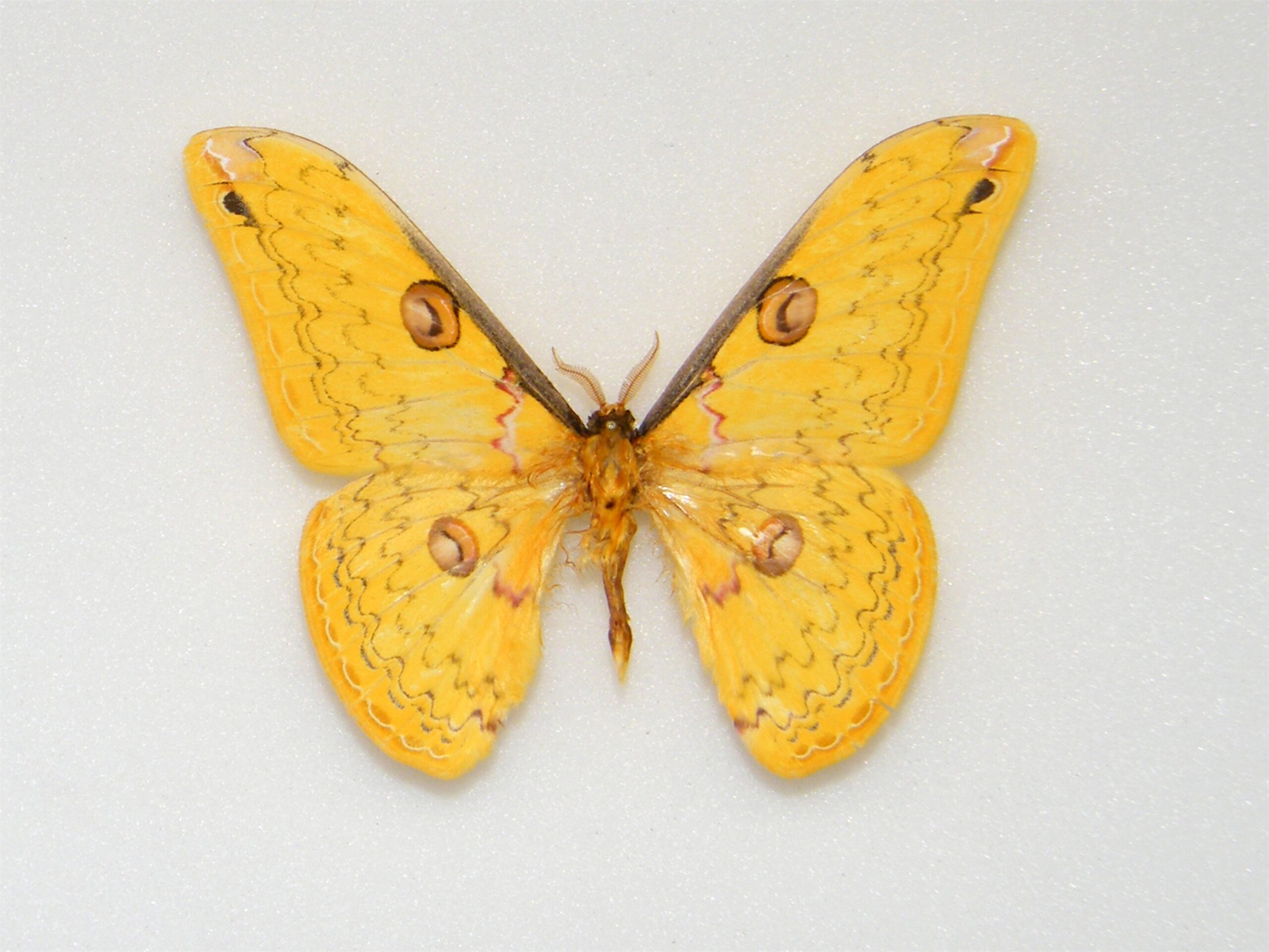 Loepa diffundata THAILAND - World of Butterflies and Moths