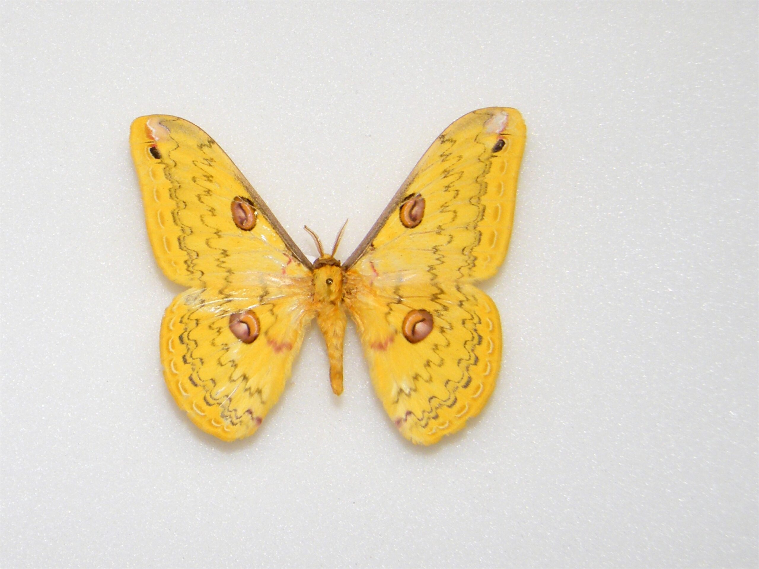 Loepa megacore CHINA/THAILAND - World of Butterflies and Moths
