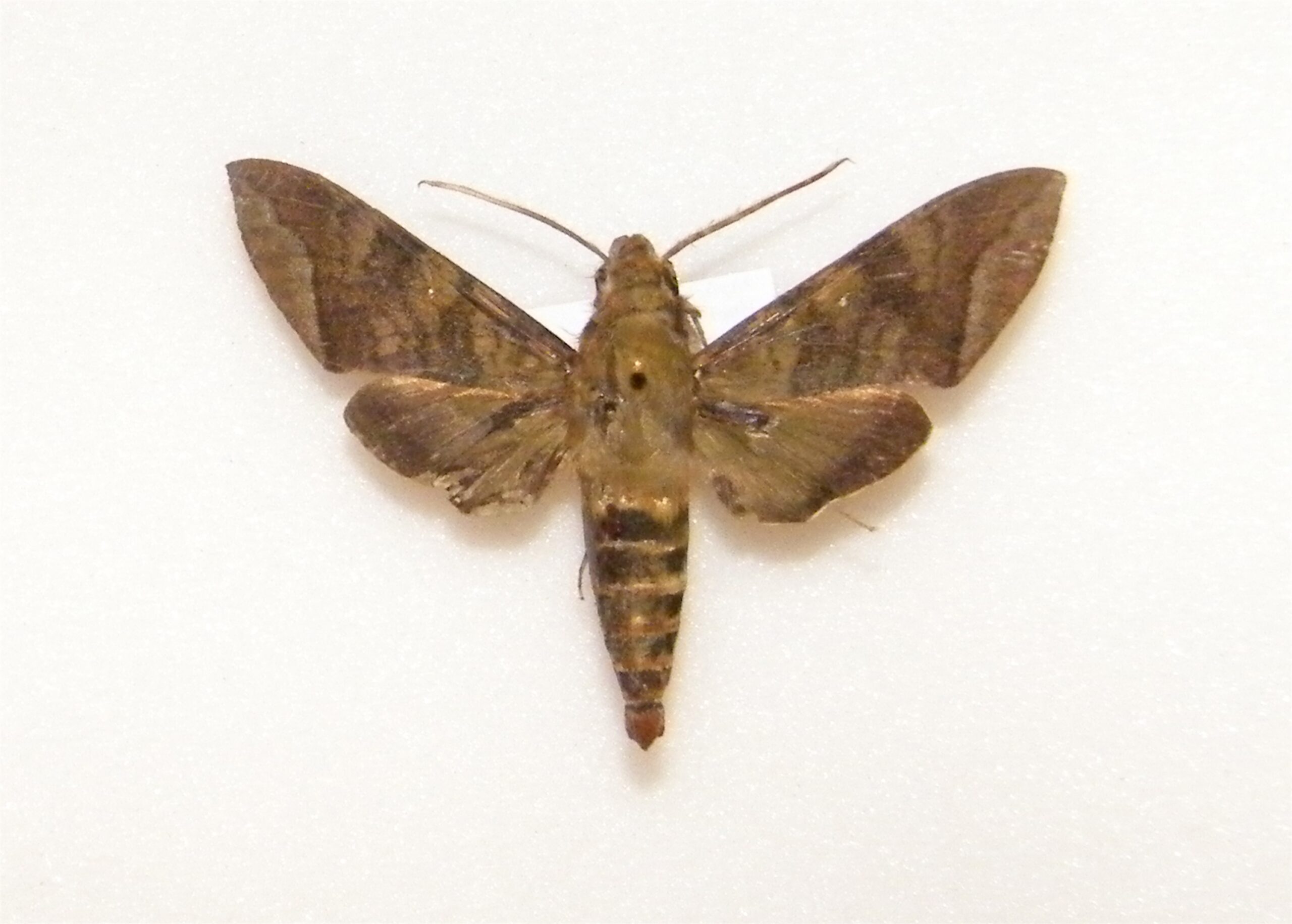 Nephele comma GHANA - World of Butterflies and Moths