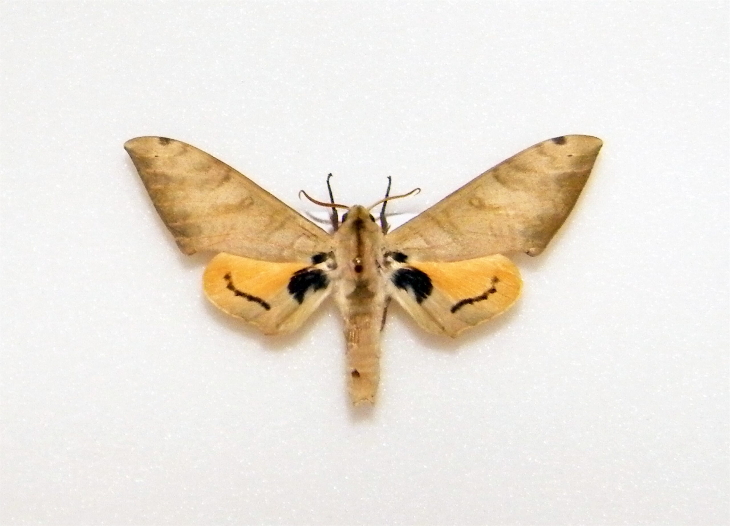 Pseudoclanis occidentalis GHANA - World of Butterflies and Moths