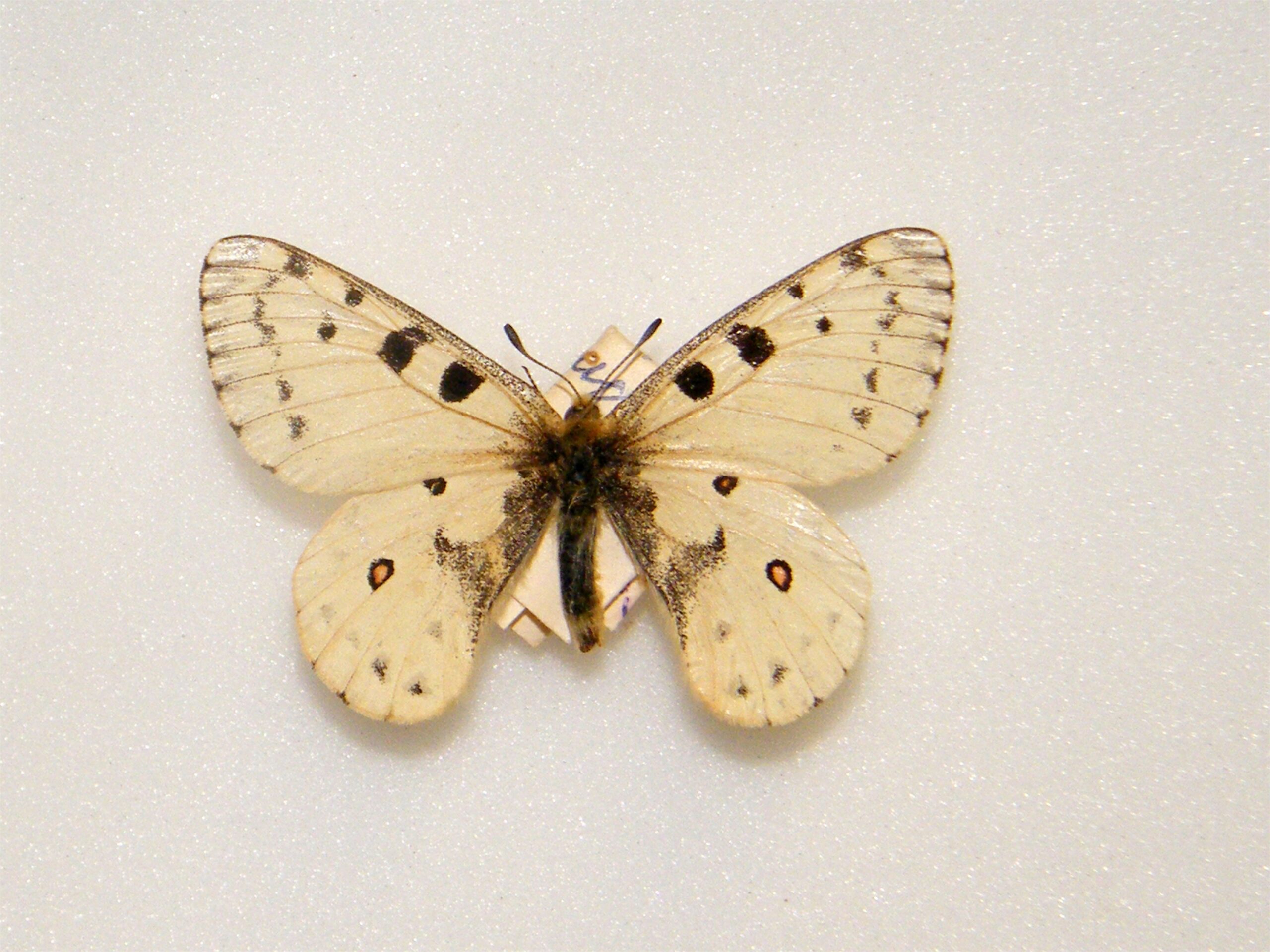 Parnassius phoebus SMALL APOLLO - World of Butterflies and Moths