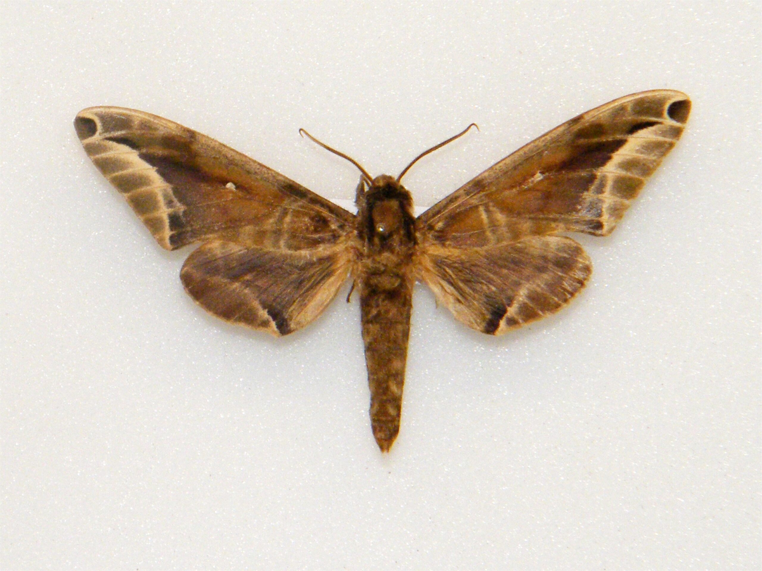 Parum colligata THAILAND - World of Butterflies and Moths