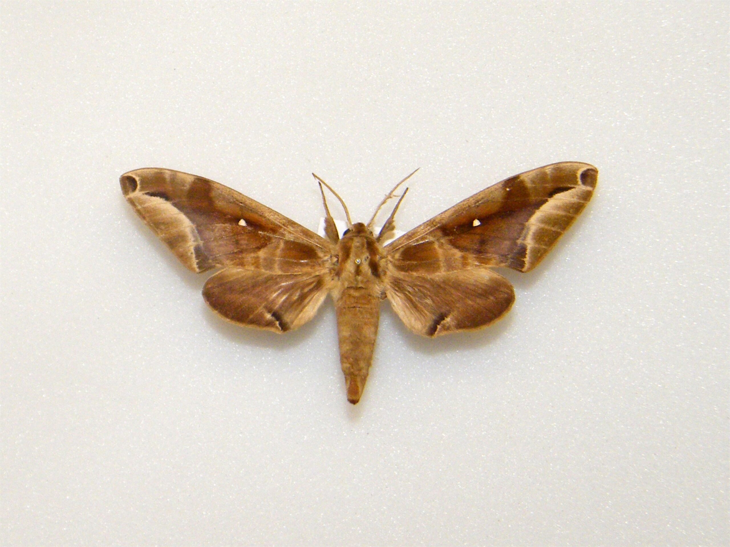 Parum colligata THAILAND - World of Butterflies and Moths