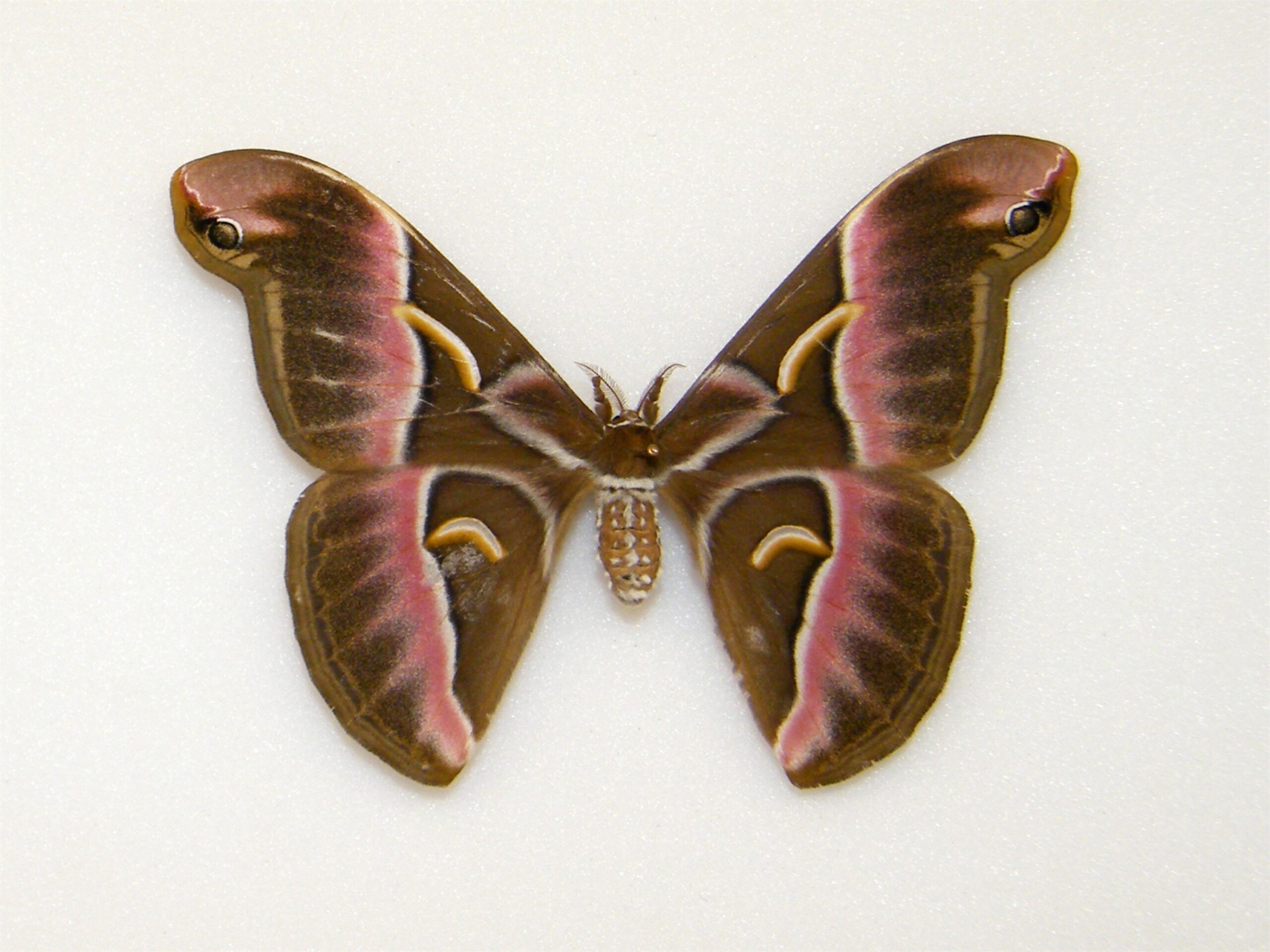 Samia insularis - World of Butterflies and Moths