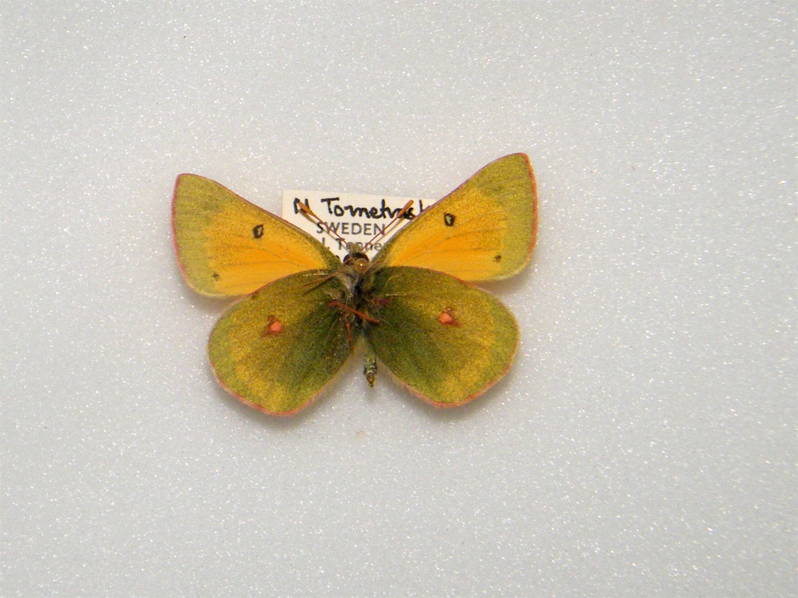 Colias hecla sulitelma RUSSIA - World of Butterflies and Moths