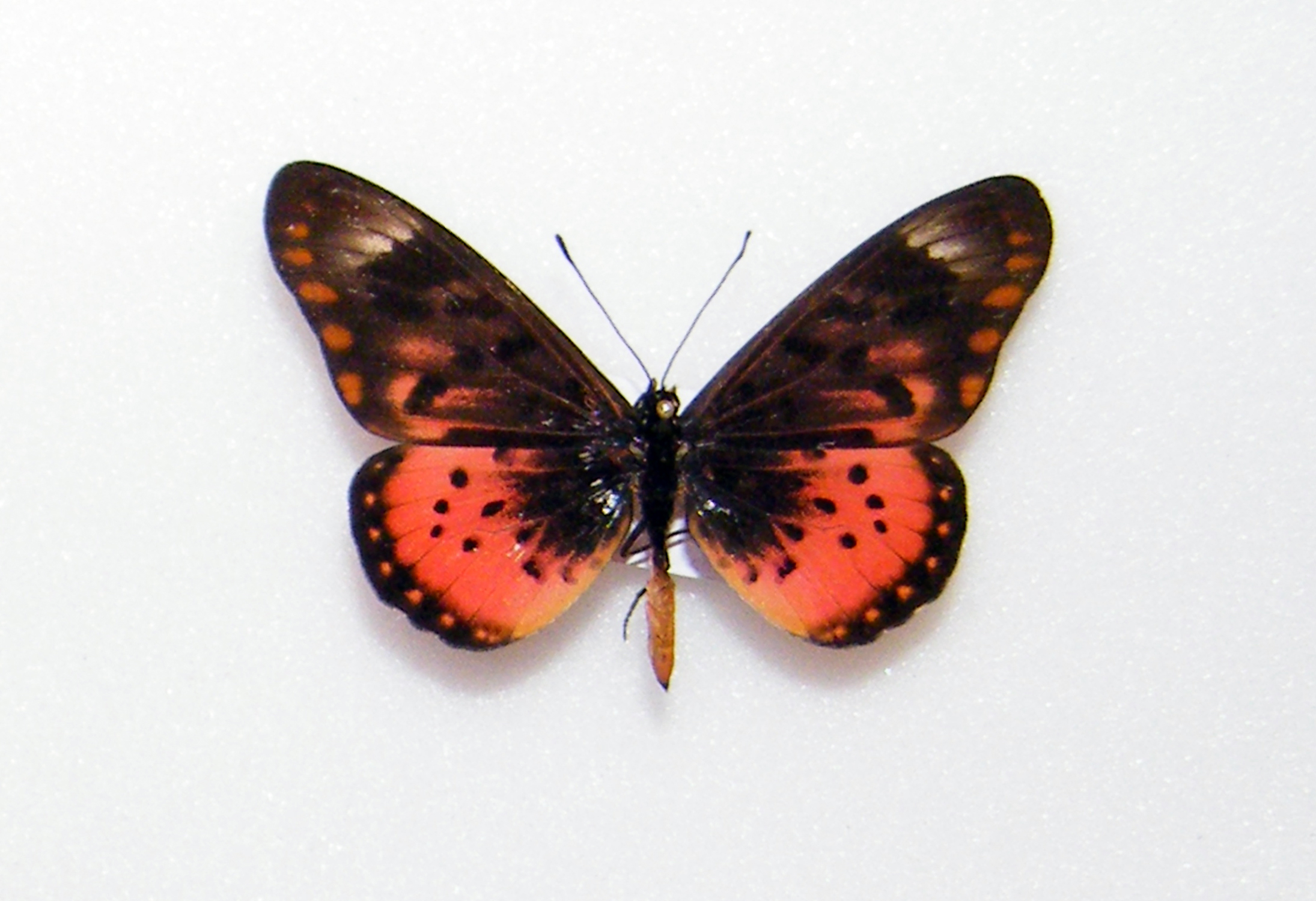 Acraea egina C.A.R. - World of Butterflies and Moths