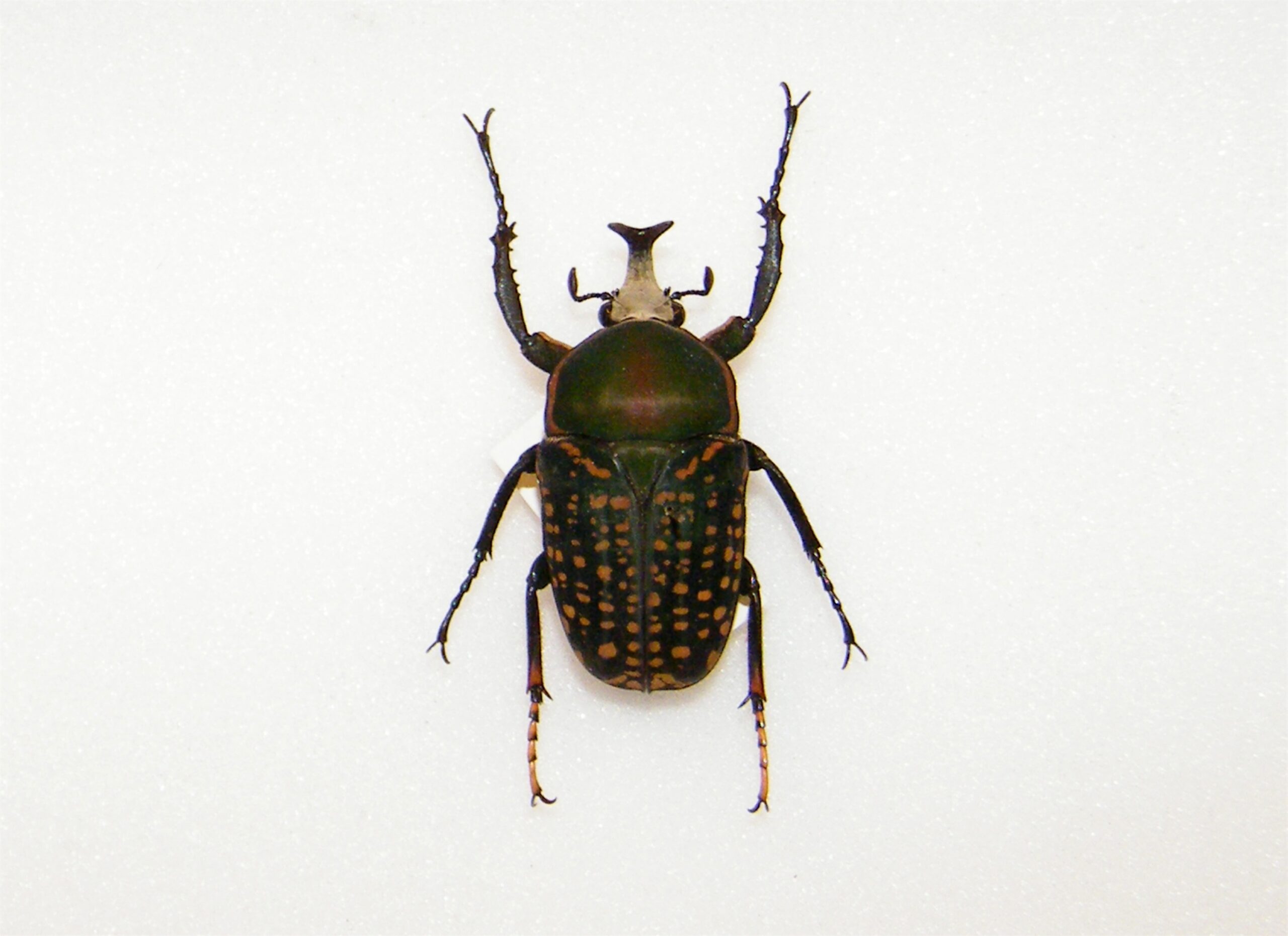 Megalorrhina harrisi UGANDA - World of Butterflies and Moths