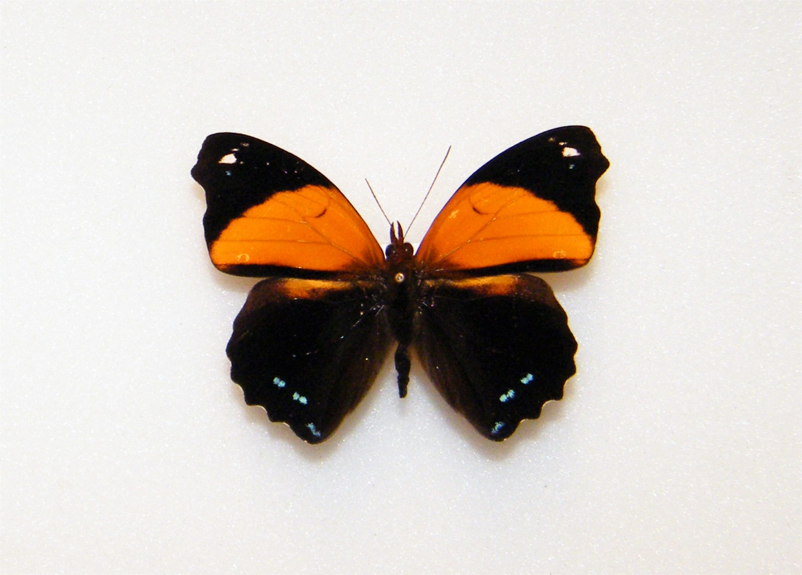 Epiphile lampethusa PERU - World of Butterflies and Moths