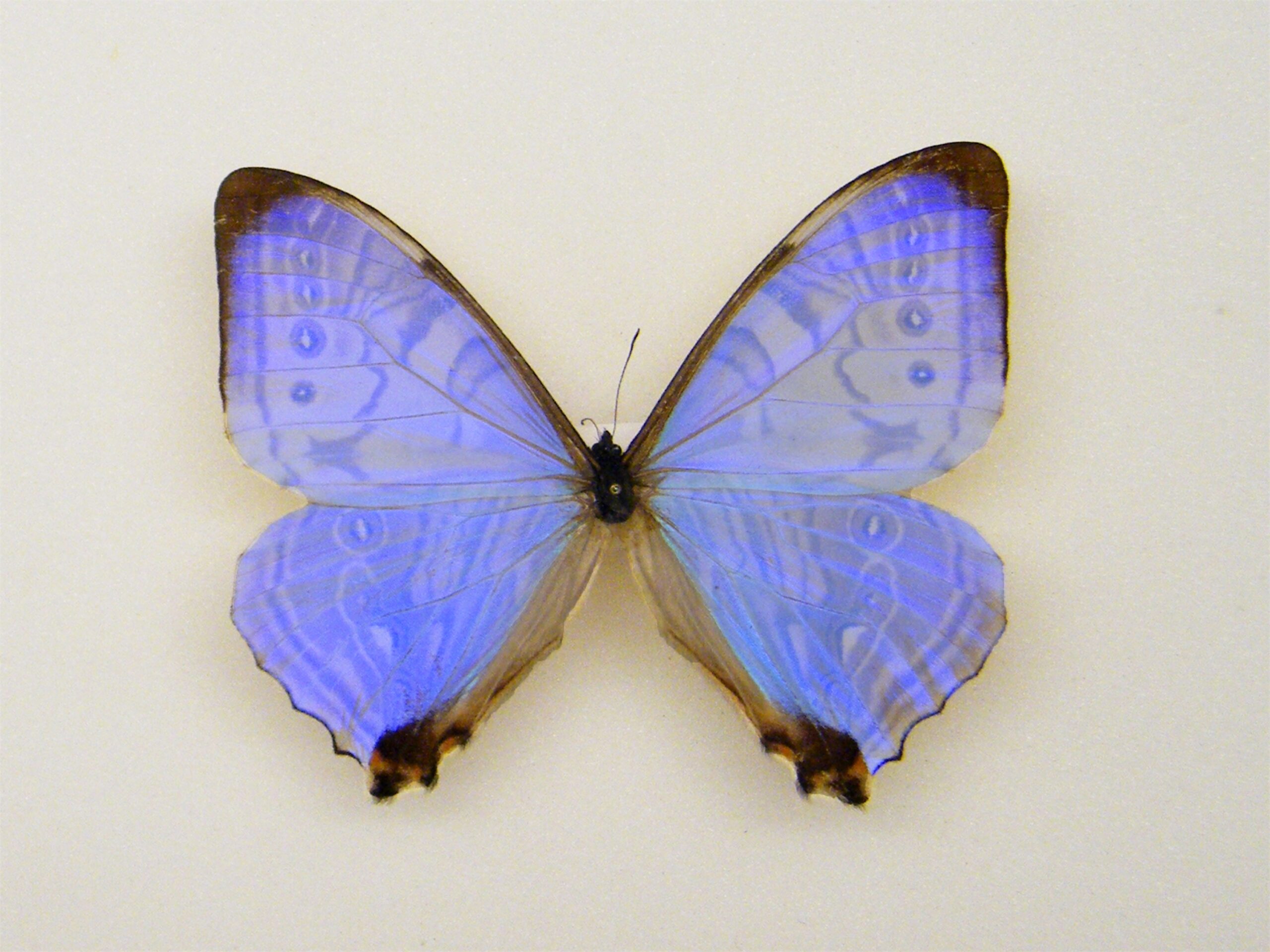 Morpho sulkowskyi descimokoenigi PERU - World of Butterflies and Moths