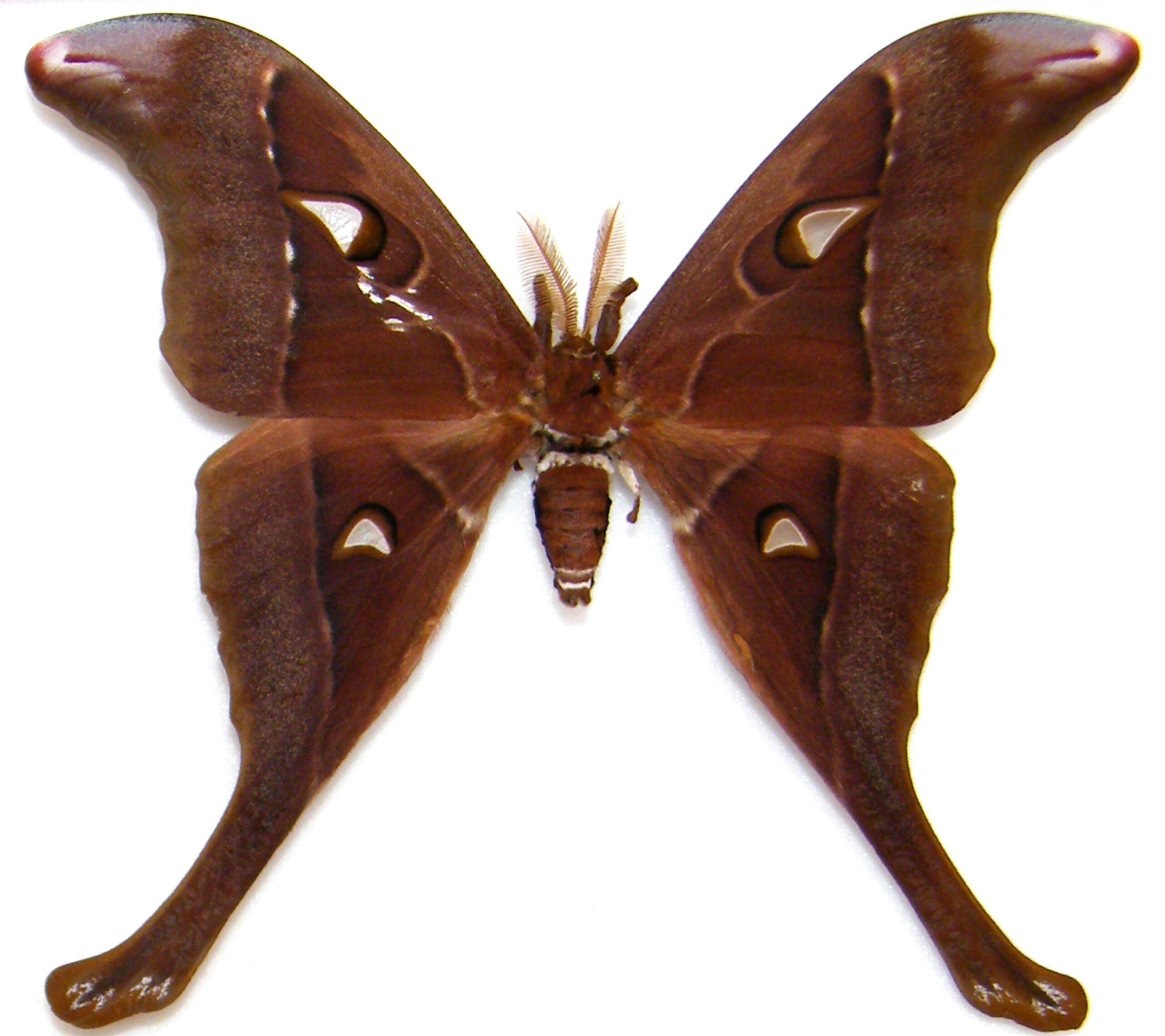 Coscinocera hercules AUSTRALIA - World of Butterflies and Moths