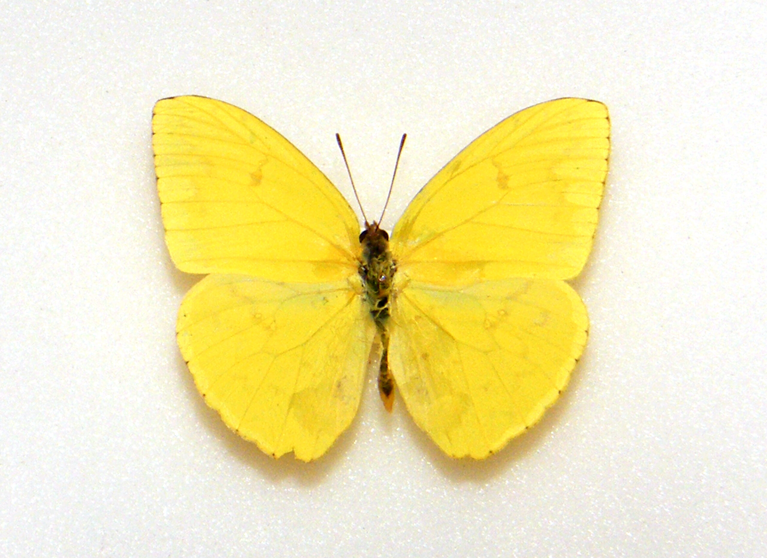 Phoebis sennae PERU - World of Butterflies and Moths