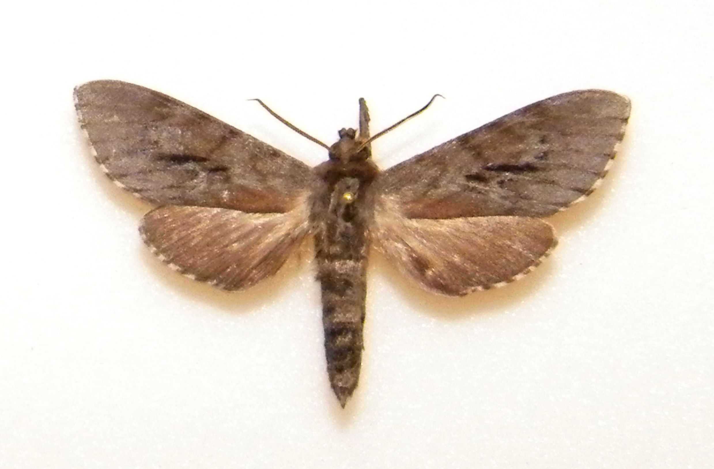 Lapara coniferarum USA - World of Butterflies and Moths